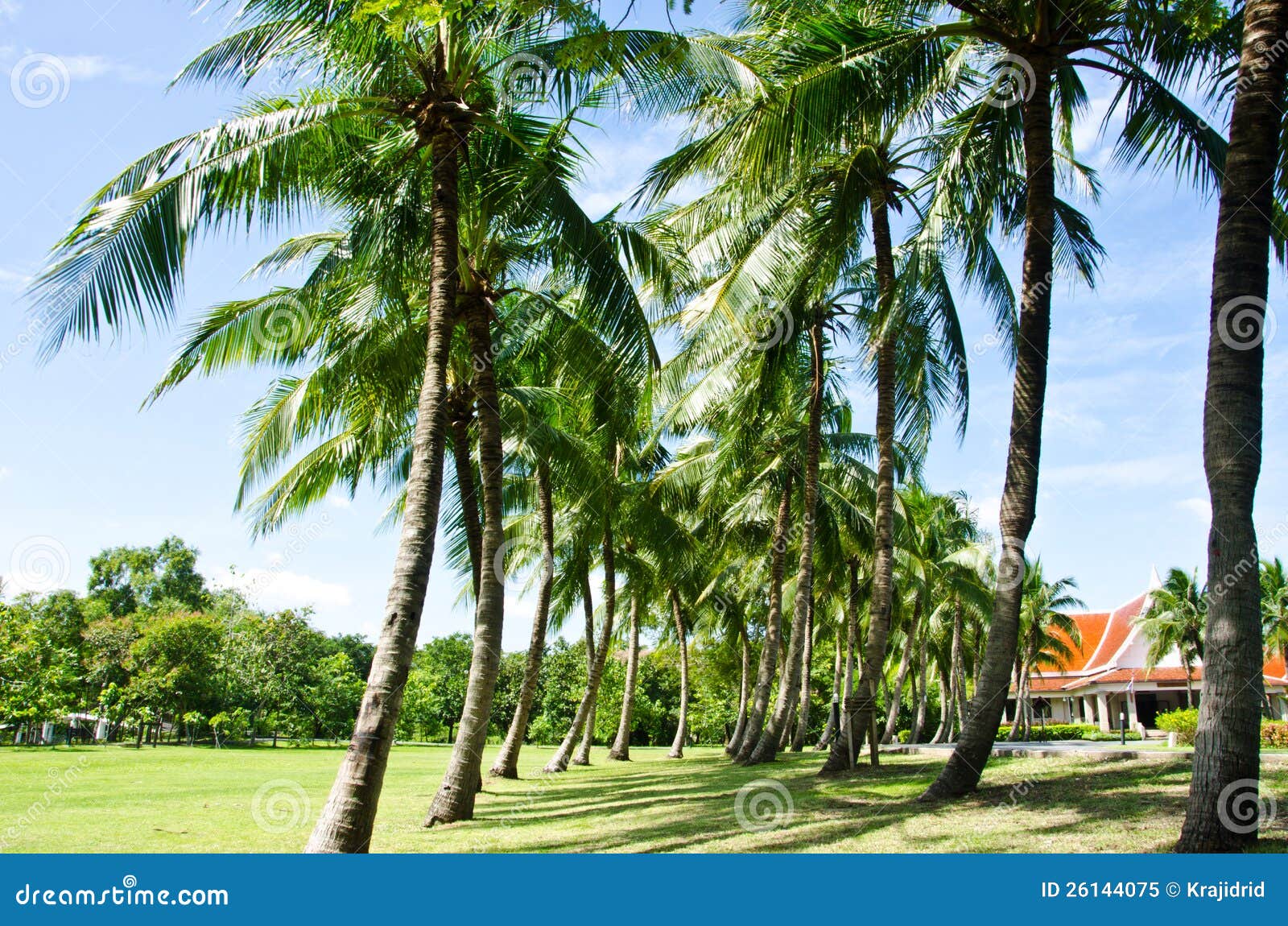 The coconut trees stock image. Image of beautiful, idyllic - 26144075
