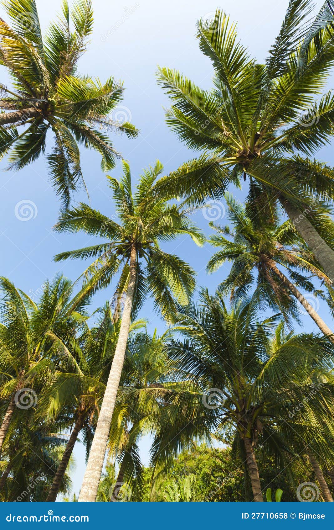 Coconut Trees Stand Tall On The Side Of A Rural Rice Field Royalty-Free ...