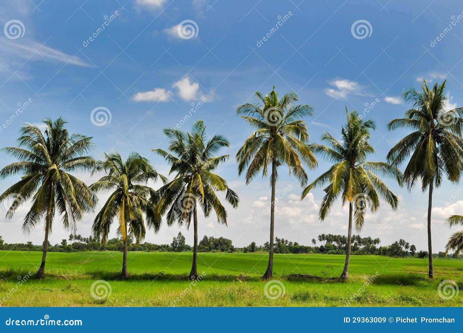 Coconut trees stock image. Image of farmland, paddy, tranquil - 29363009