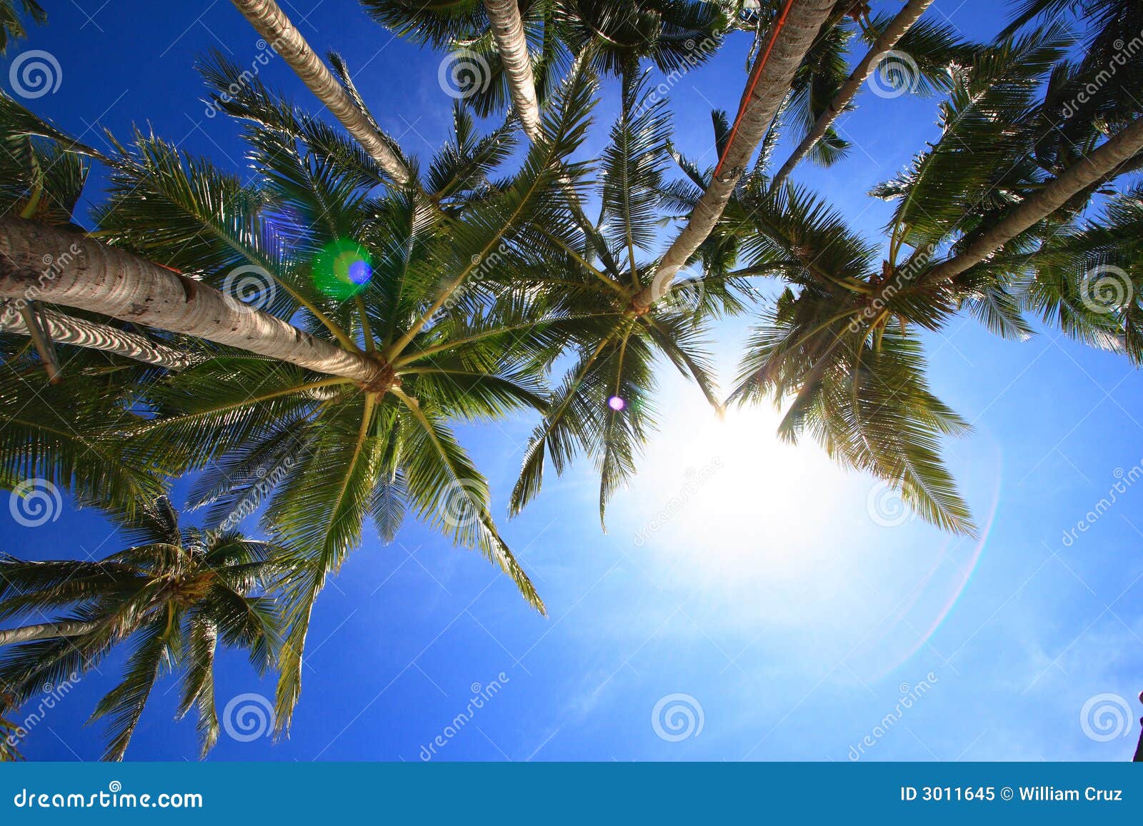 Coconut Trees Standing In Line. Royalty-Free Stock Photography ...