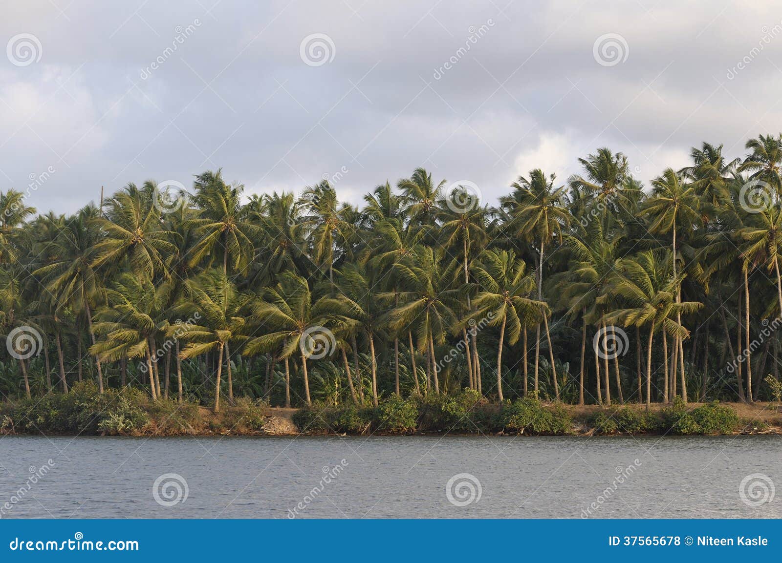 2,527 Wind Coconut Trees Stock Photos - Free & Royalty-Free Stock ...
