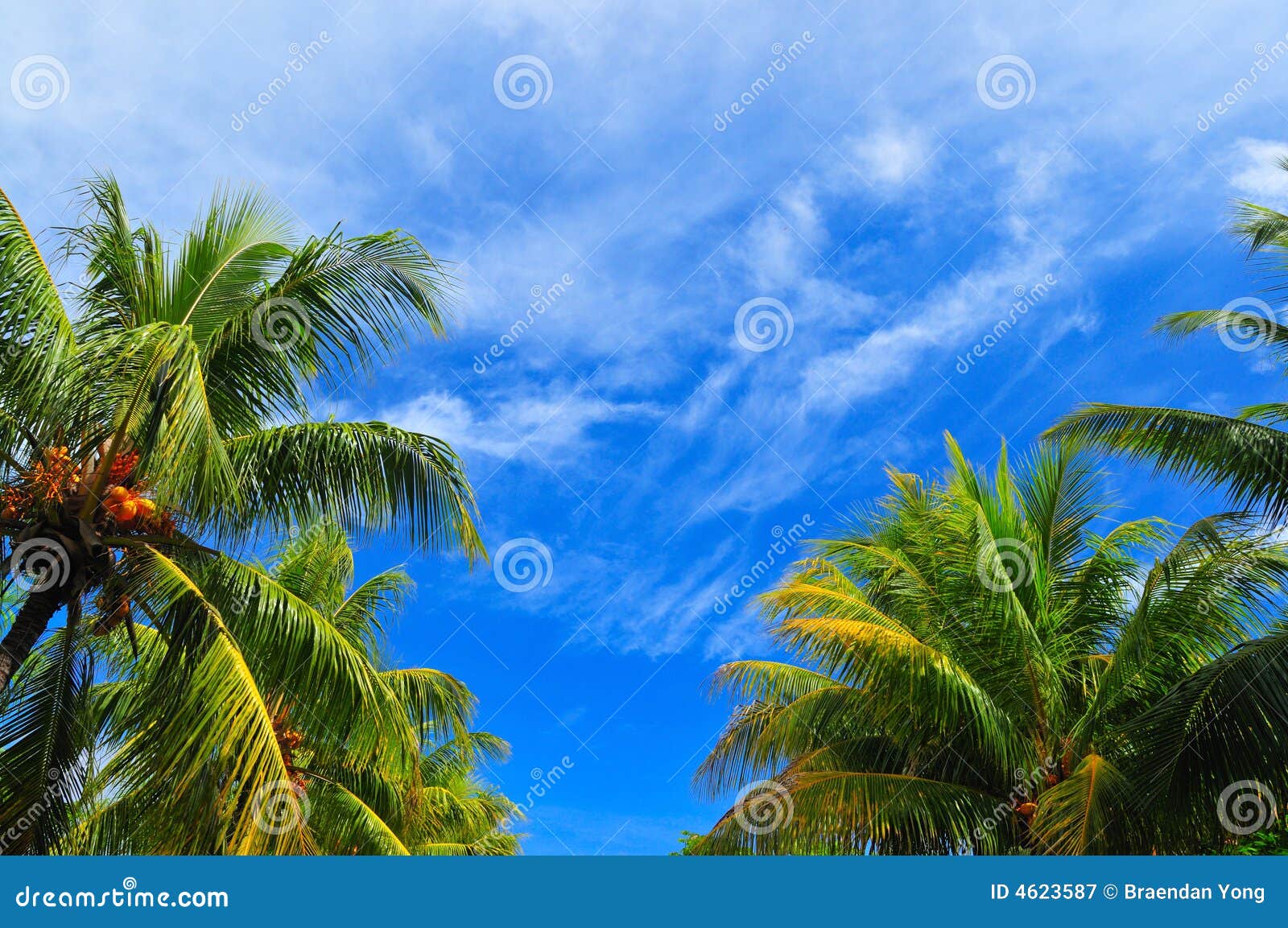 Coconut Trees stock image. Image of tropical, clear, skies - 4623587