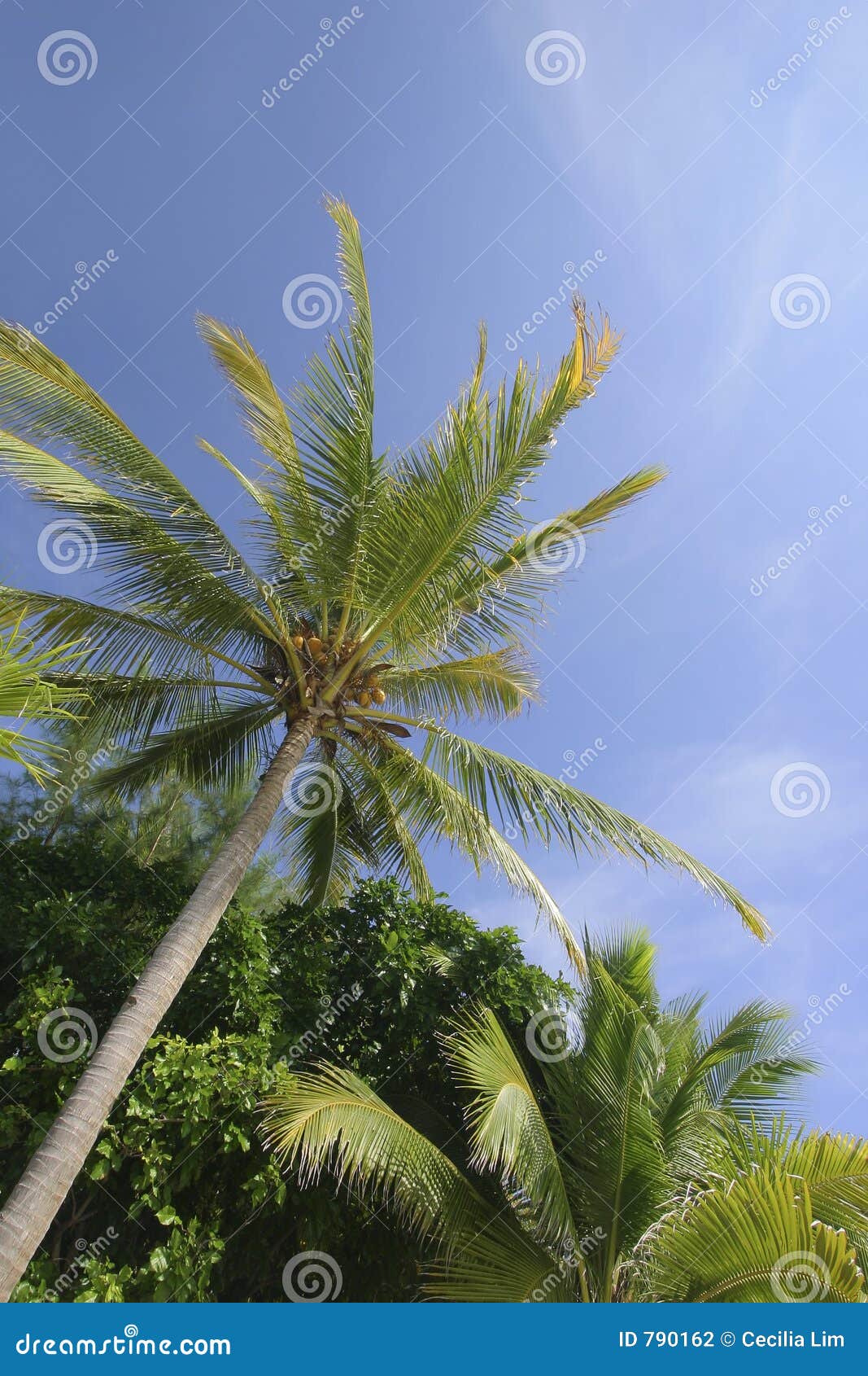 Coconut Trees stock photo. Image of lush, exotic, langkawi - 790162