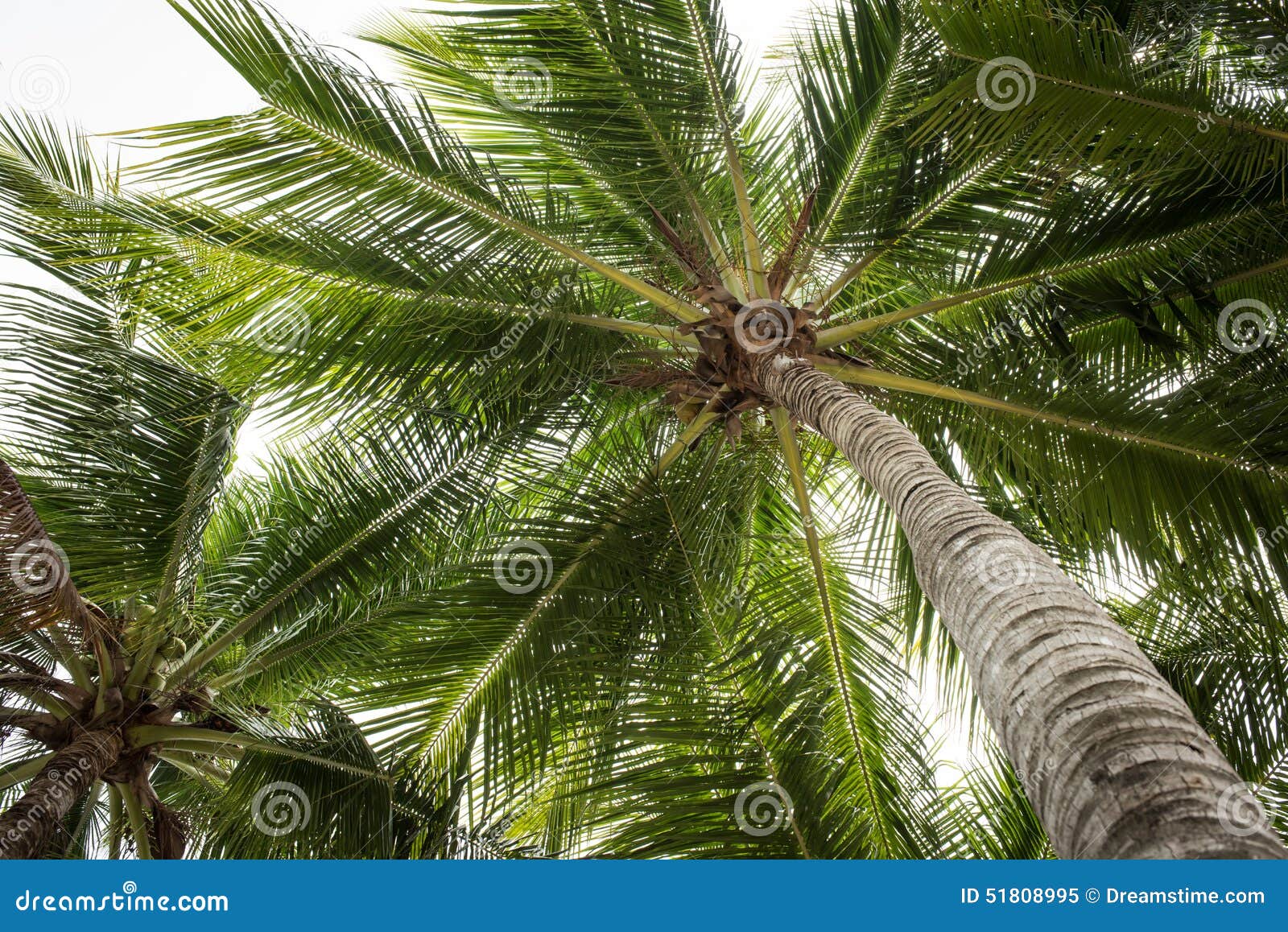 Abstract Of Coconut Coir Fiber, Background Wallpaper Royalty-Free Stock ...