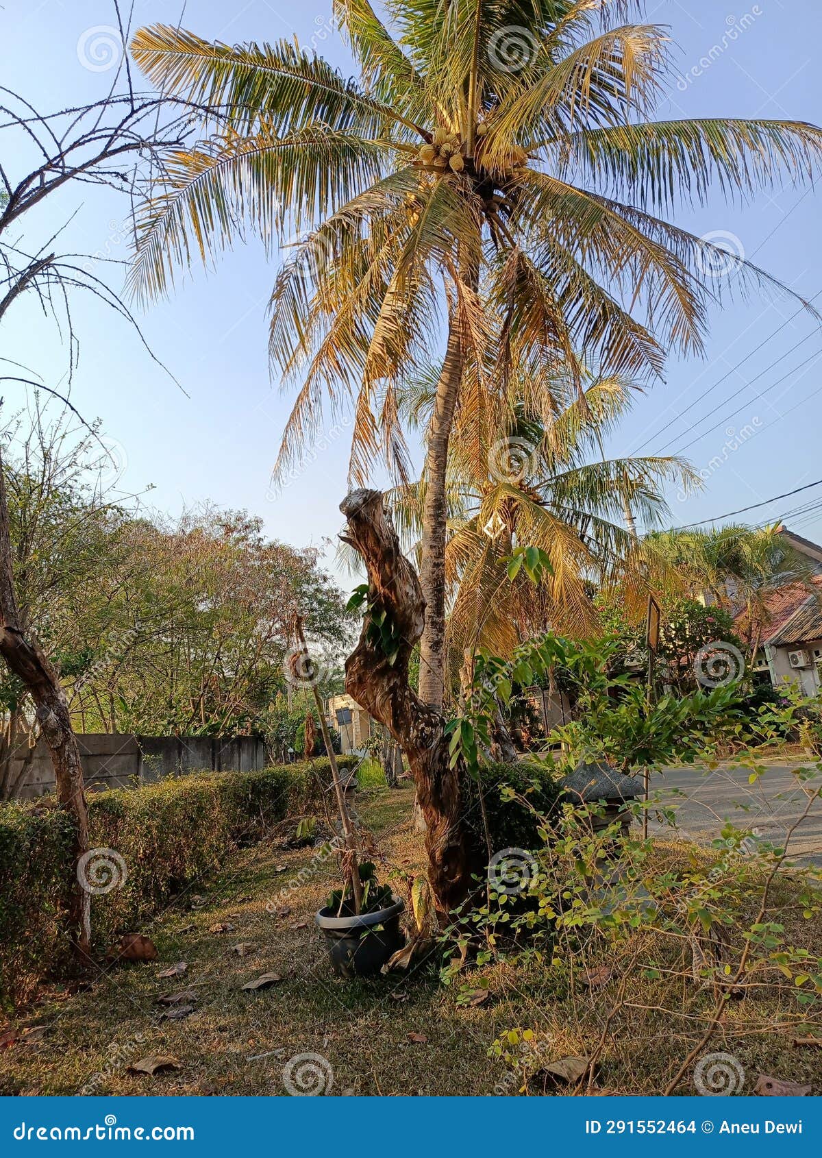 Coconut Trees Also Burn in this Dry Season Stock Photo - Image of ...