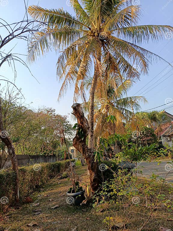 Coconut Trees Also Burn in this Dry Season Stock Photo - Image of ...