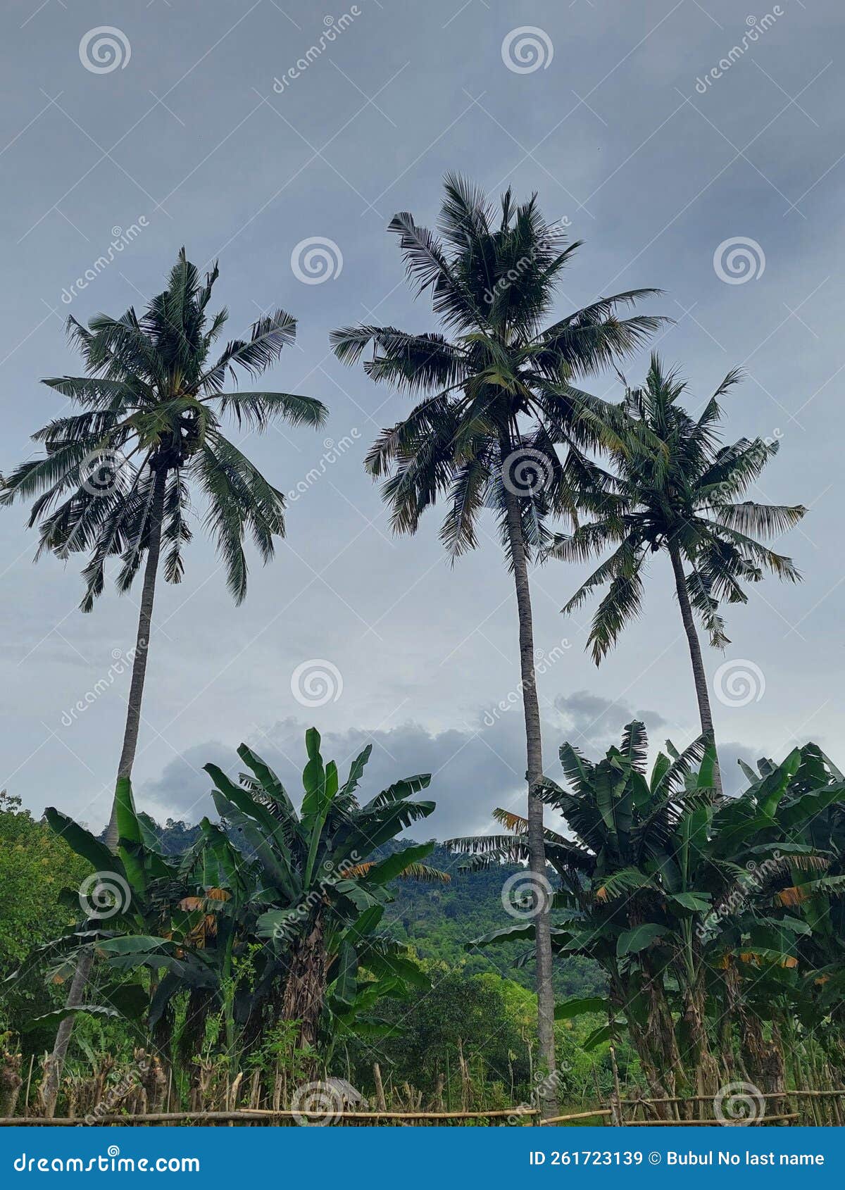 Coconut Trees and Banana Trees Grow Together Stock Image - Image of ...