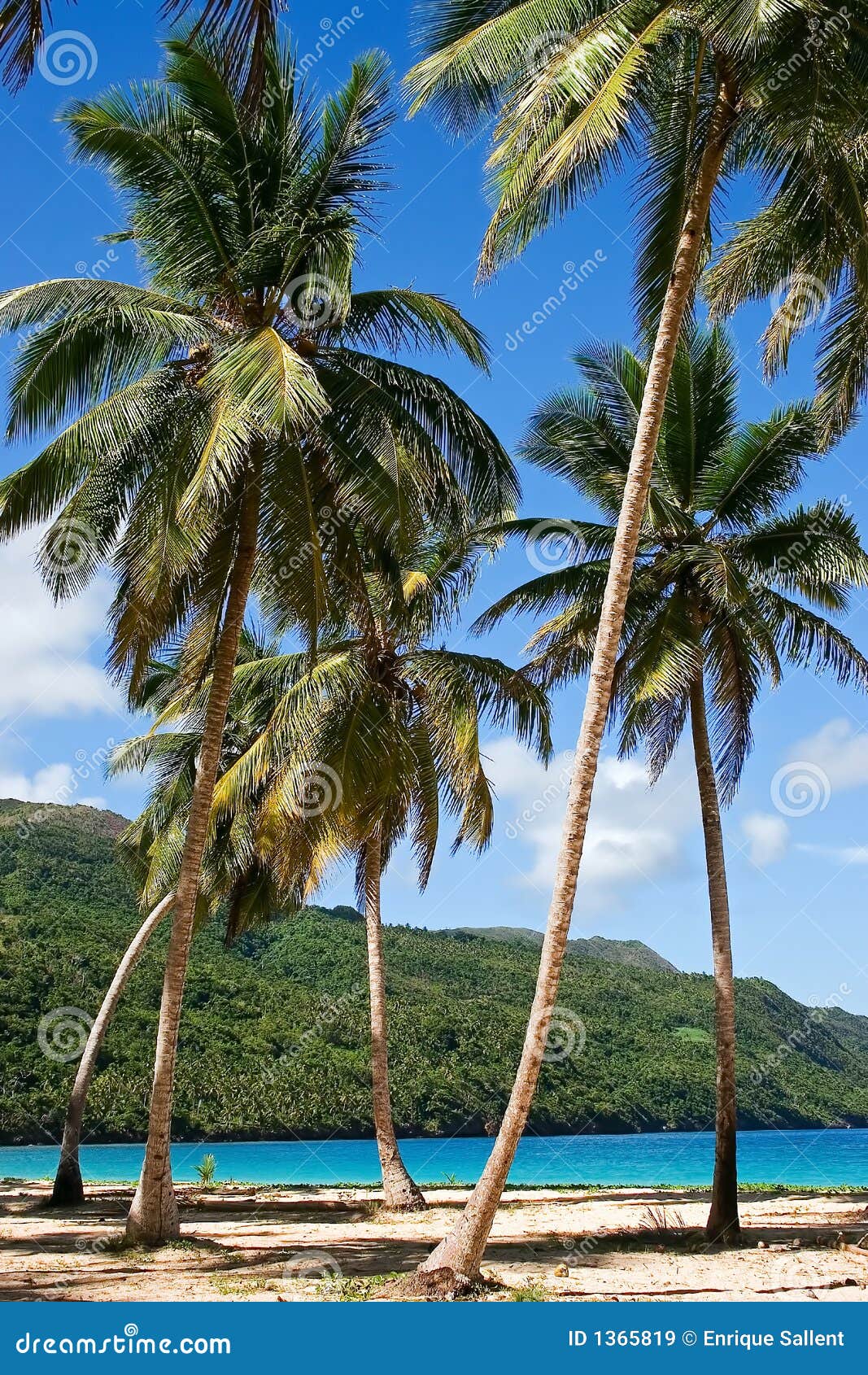 Coconut Trees At Lagoi Bay, Bintan, Indonesia Stock Photo ...