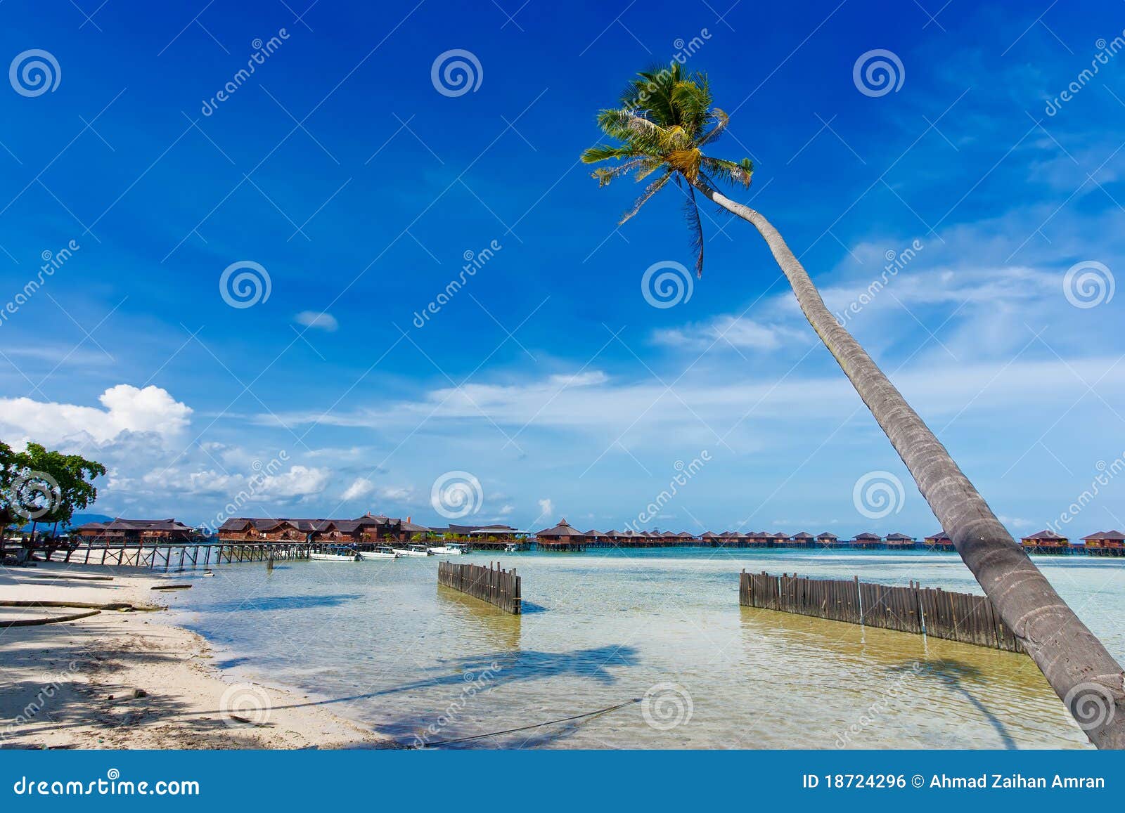 Coconut trees at the beach stock photo. Image of idyllic - 18724296