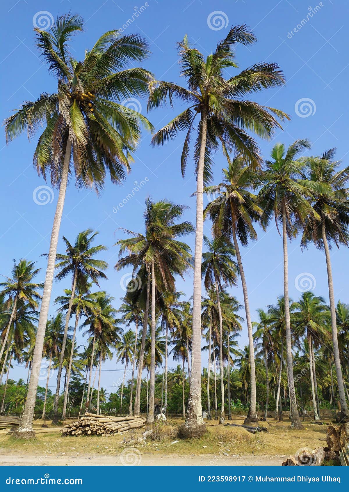 Coconut trees in the beach stock image. Image of java - 223598917