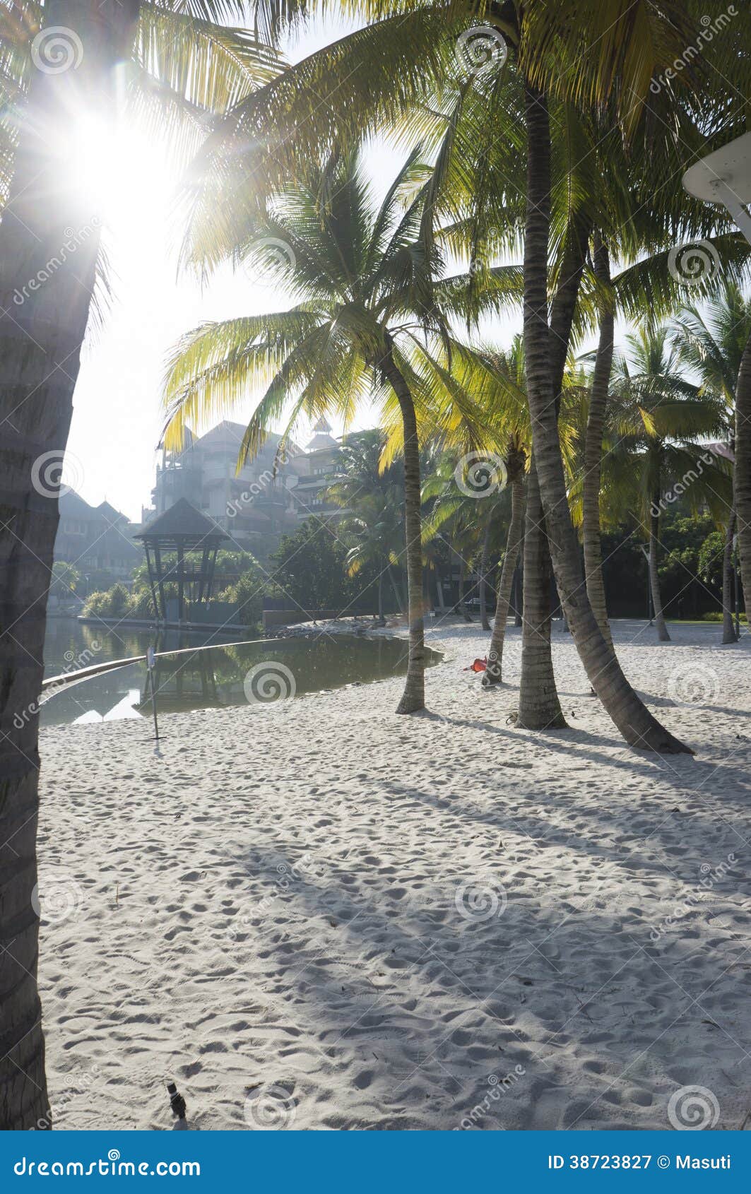 Coconut Trees stock image. Image of island, exotic, stem - 38723827