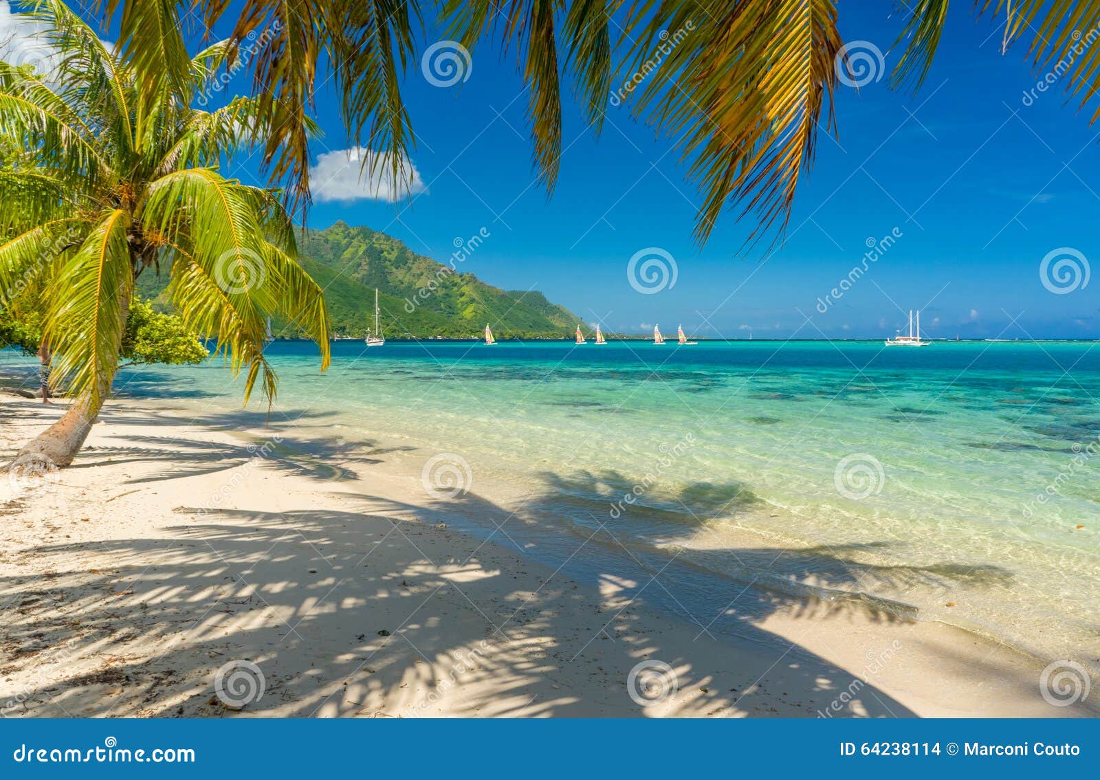 Coconut Trees in a Beach in Moorea Stock Photo - Image of nature ...