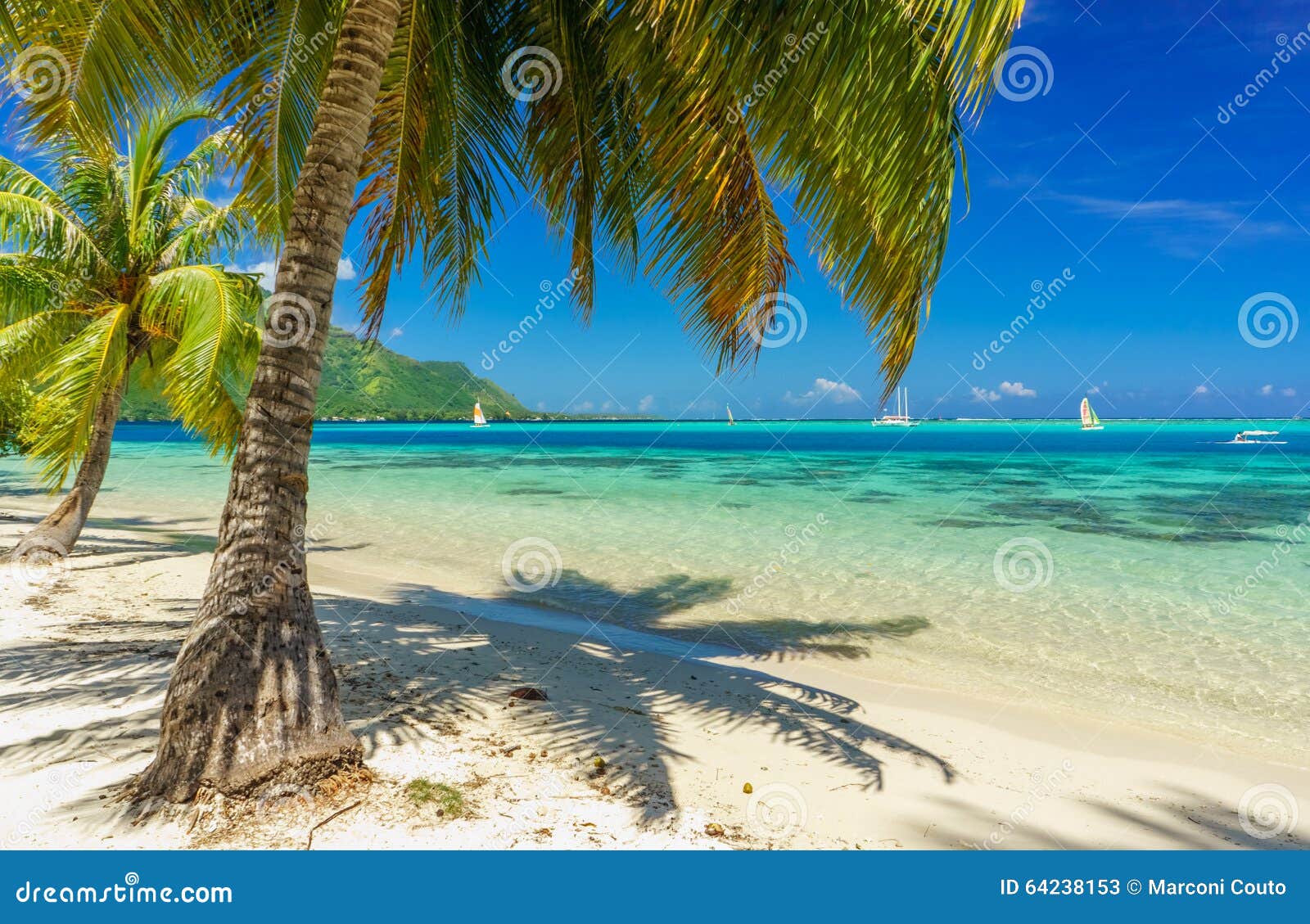 Coconut Trees in a Beach in Moorea Stock Image - Image of blue, tree ...