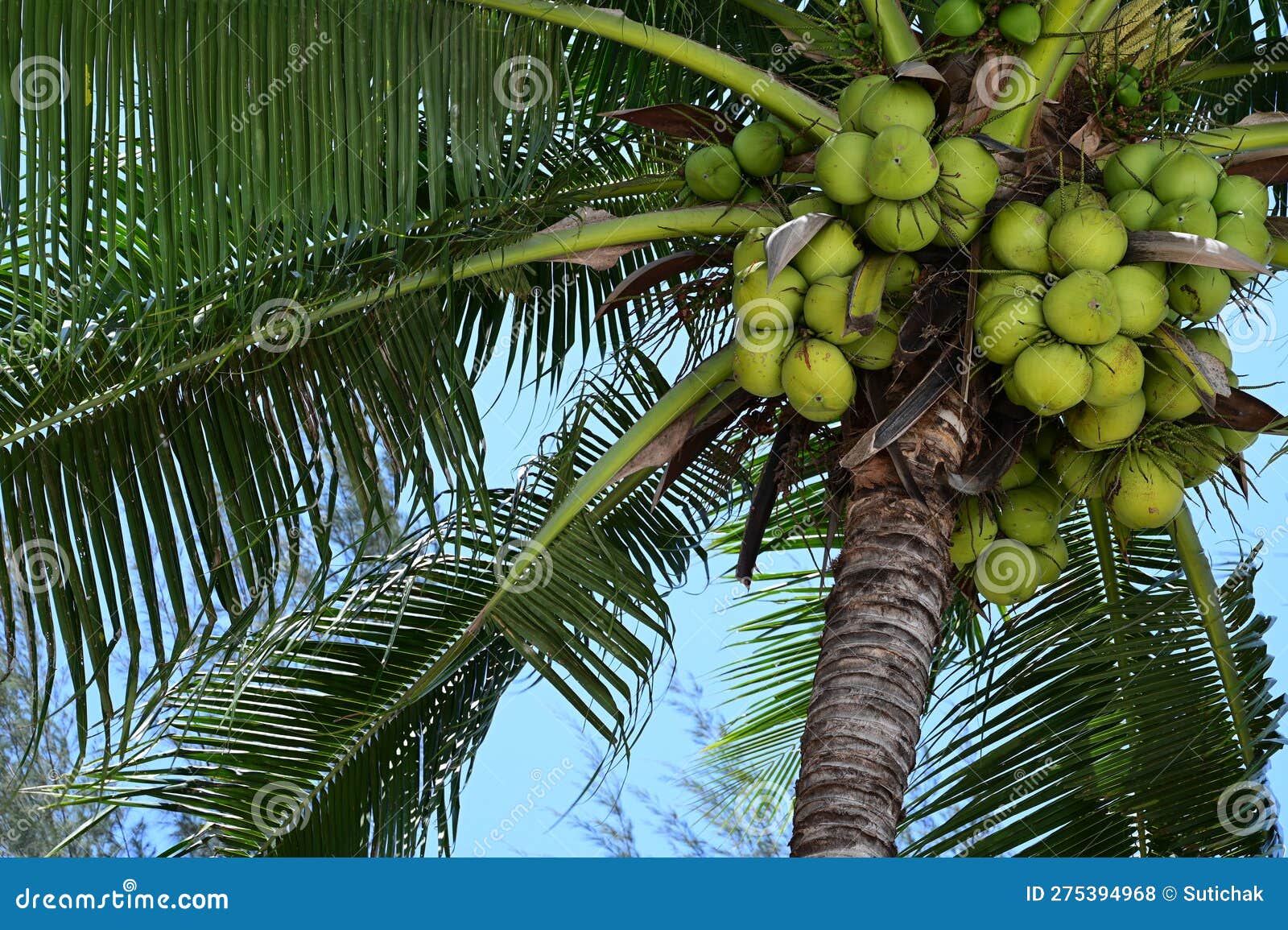 Close Up Coconut Trees on Beach, Natural Background Stock Photo - Image ...