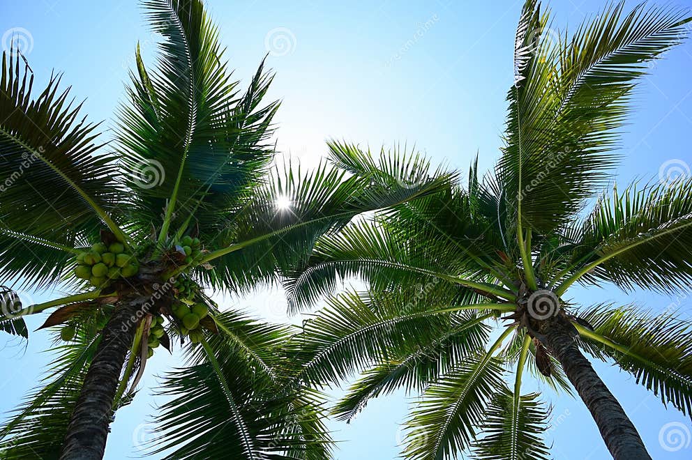 Coconut Trees on Beach, Natural Background in Springtime Stock Photo ...