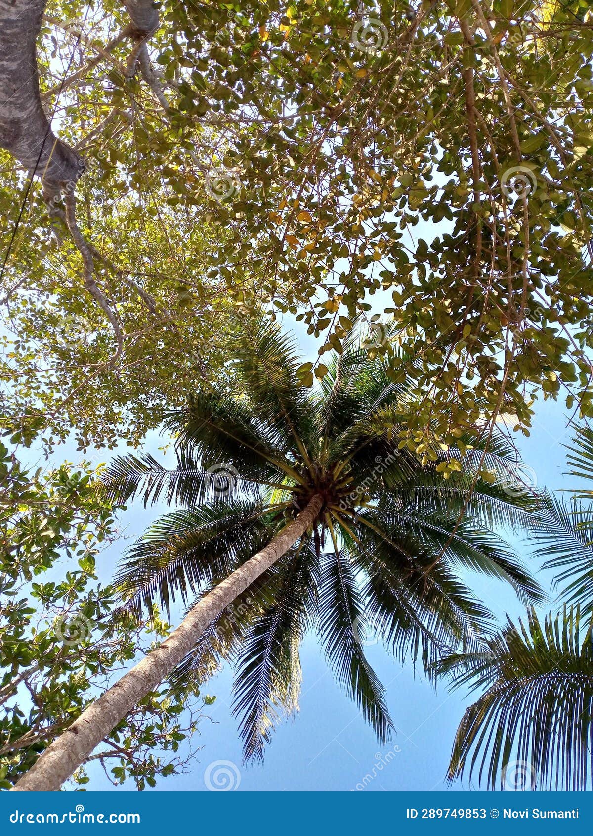 Coconut Trees on the Beach Shade the View Stock Image - Image of branch ...