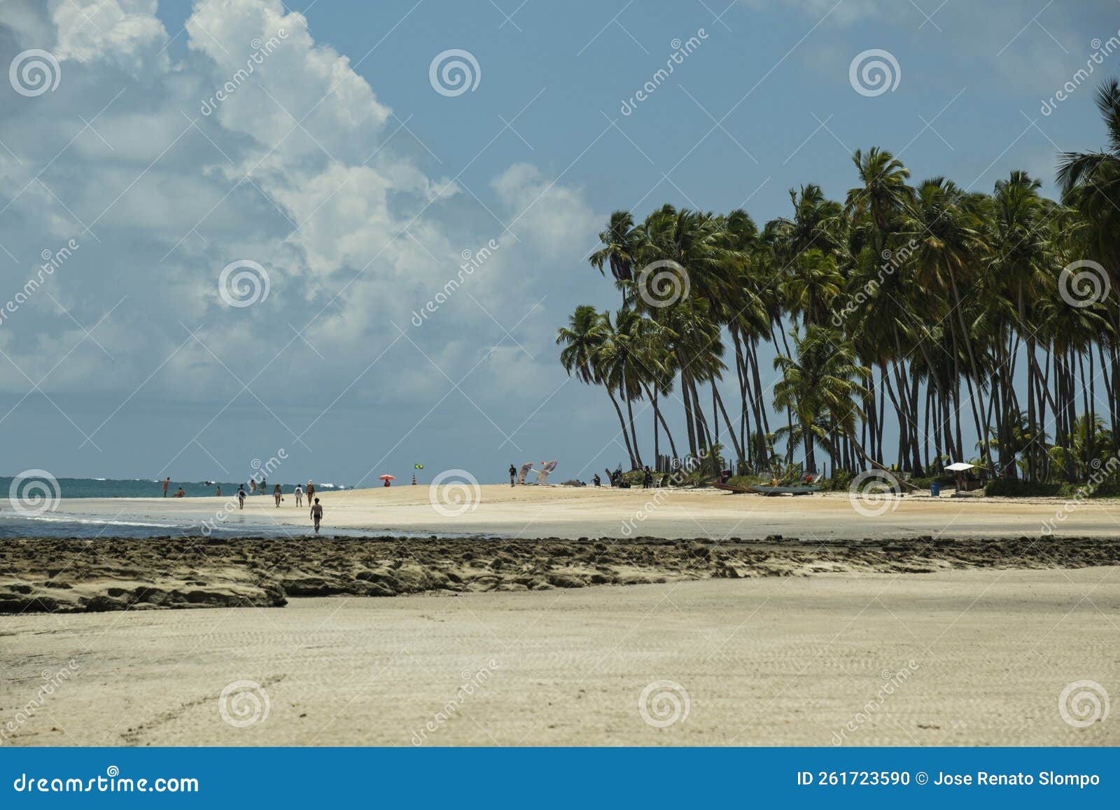 Coconut Trees and Beach in Sunny Day in Brazil Stock Photo - Image of ...