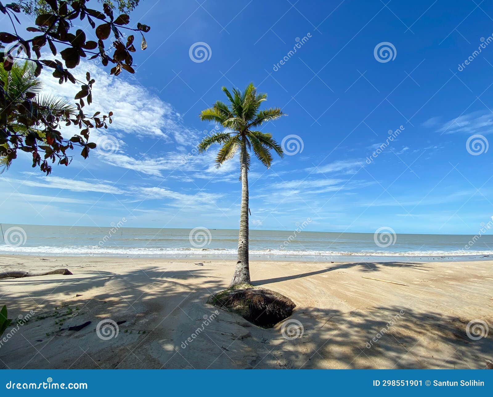 Coconut trees on the beach stock image. Image of leaf - 298551901