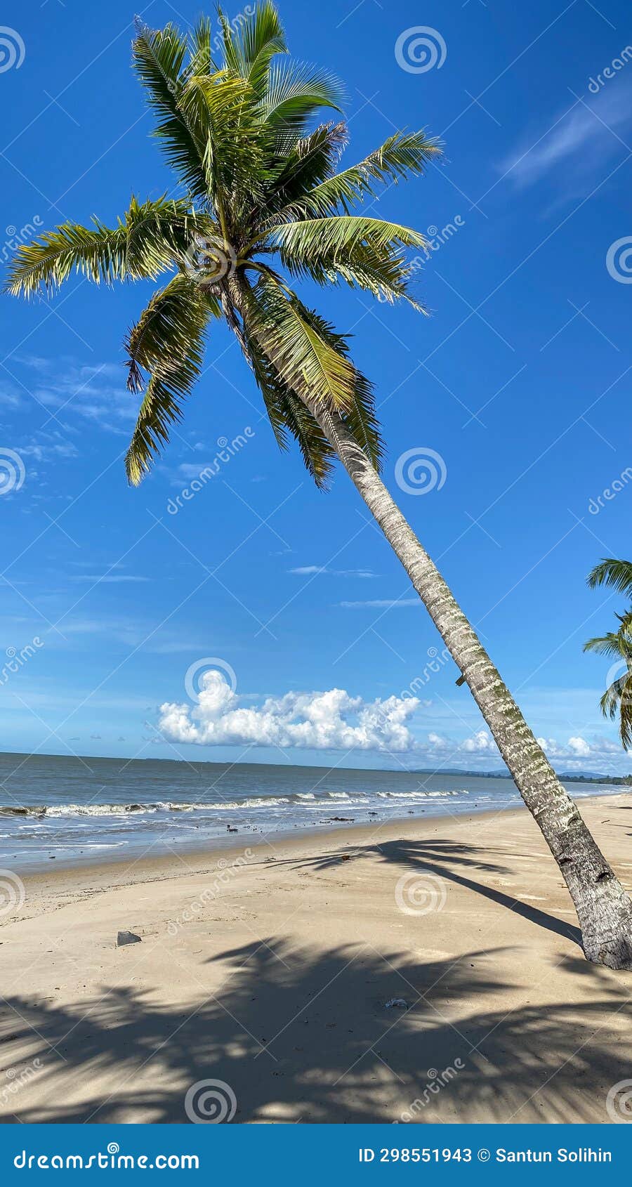 Coconut trees on the beach stock image. Image of nature - 298551943