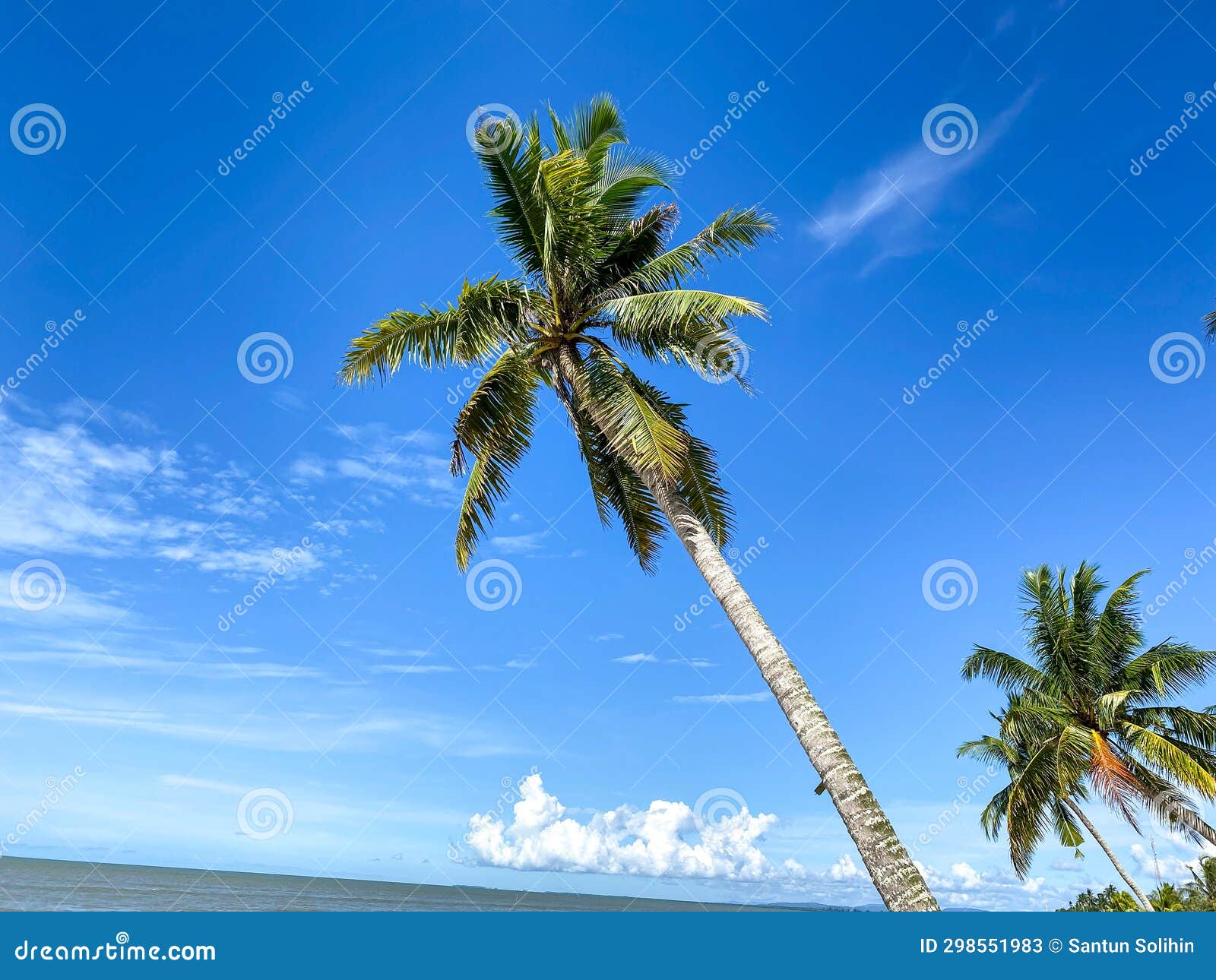 Coconut trees on the beach stock image. Image of lagoon - 298551983