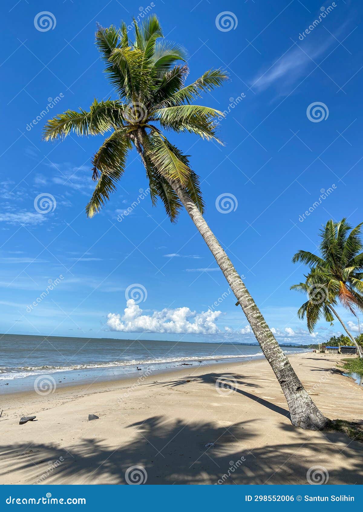 Coconut trees on the beach stock photo. Image of lagoon - 298552006