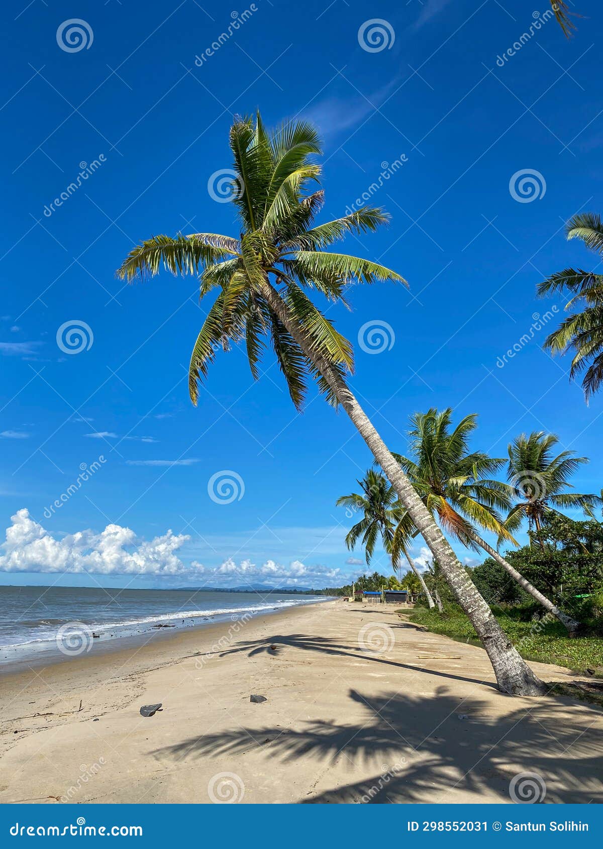 Coconut trees on the beach stock image. Image of calm - 298552031