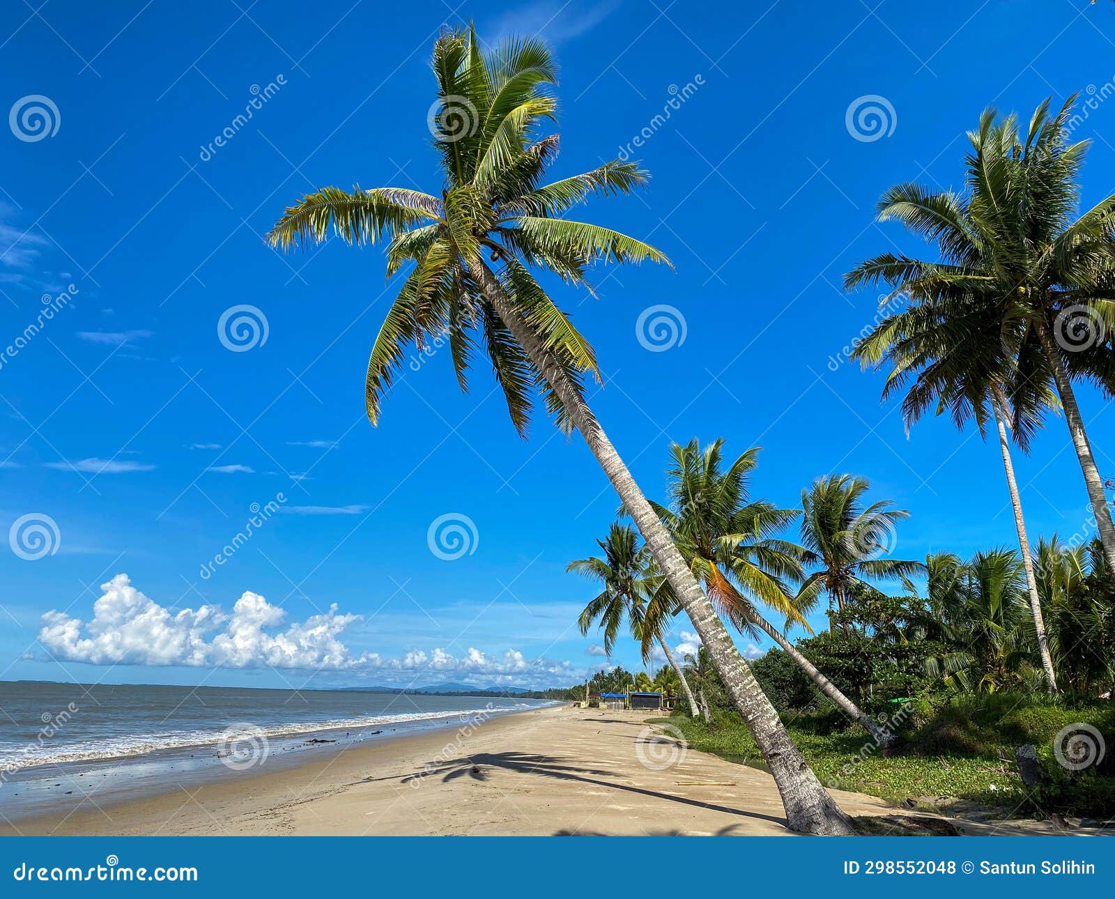 Coconut trees on the beach stock photo. Image of scenery - 298552048