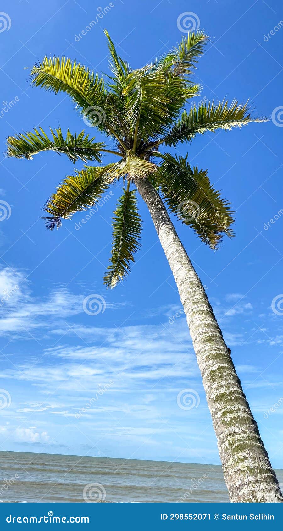 Coconut trees on the beach stock image. Image of idyllic - 298552071