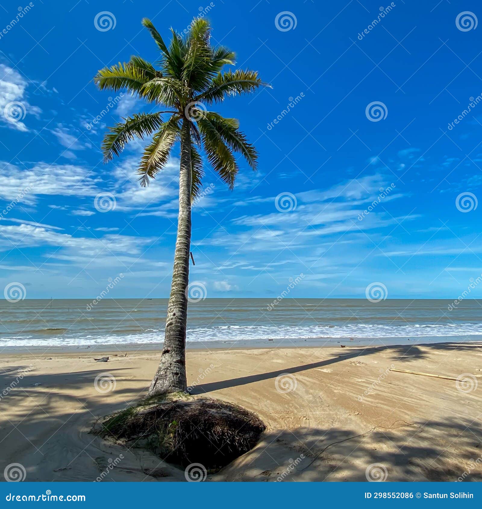 Coconut trees on the beach stock photo. Image of palm - 298552086