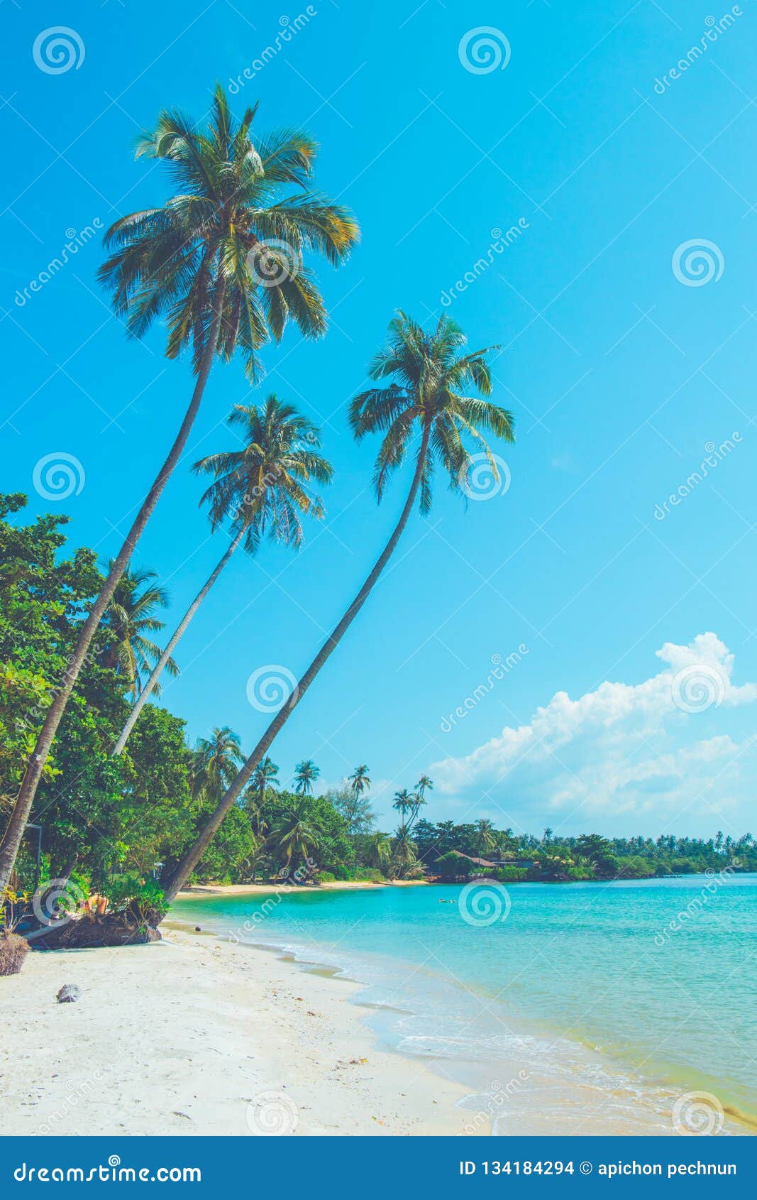 Coconut Trees on a Beautiful Beach on a Bright Sky Stock Photo - Image ...