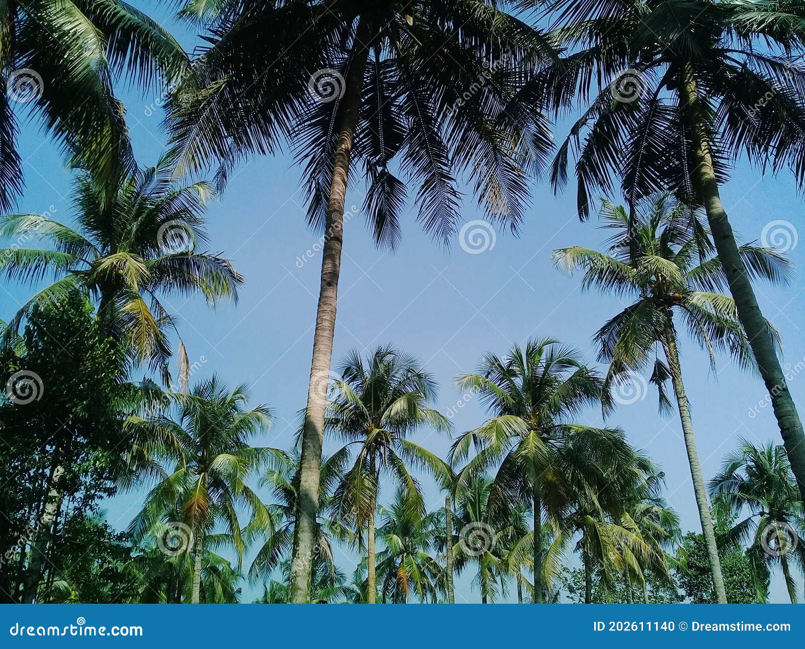 Coconut Trees with Beautiful Sky Stock Photo - Image of coconut, plants ...