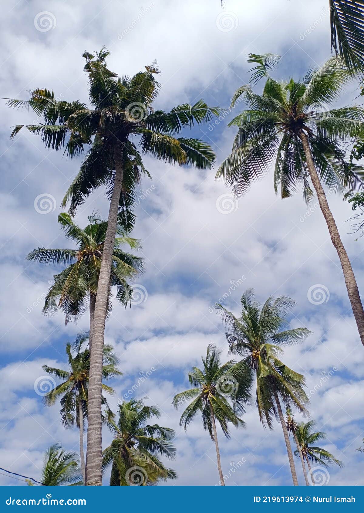 Coconut trees stock photo. Image of beautiful, trees - 219613974
