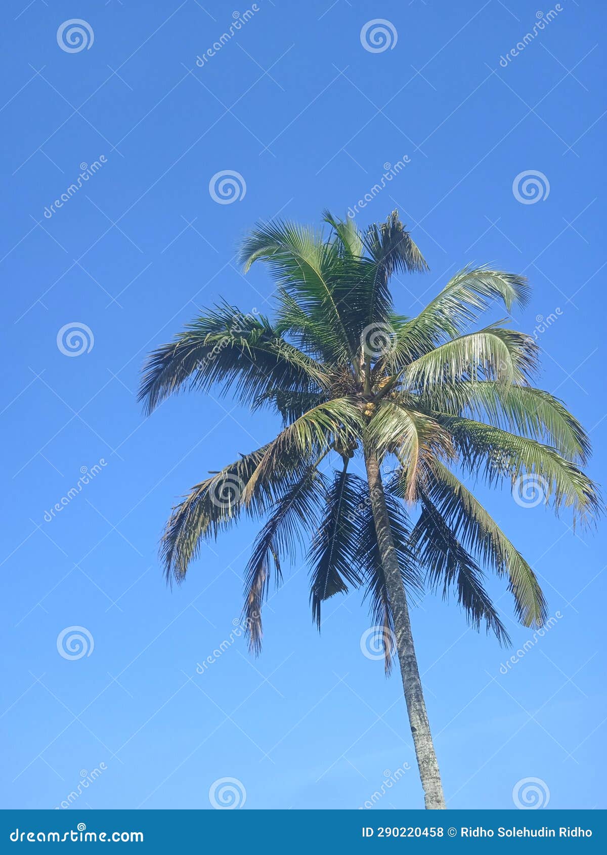 Coconut Trees are Beautiful To Look at Stock Photo - Image of vacation ...