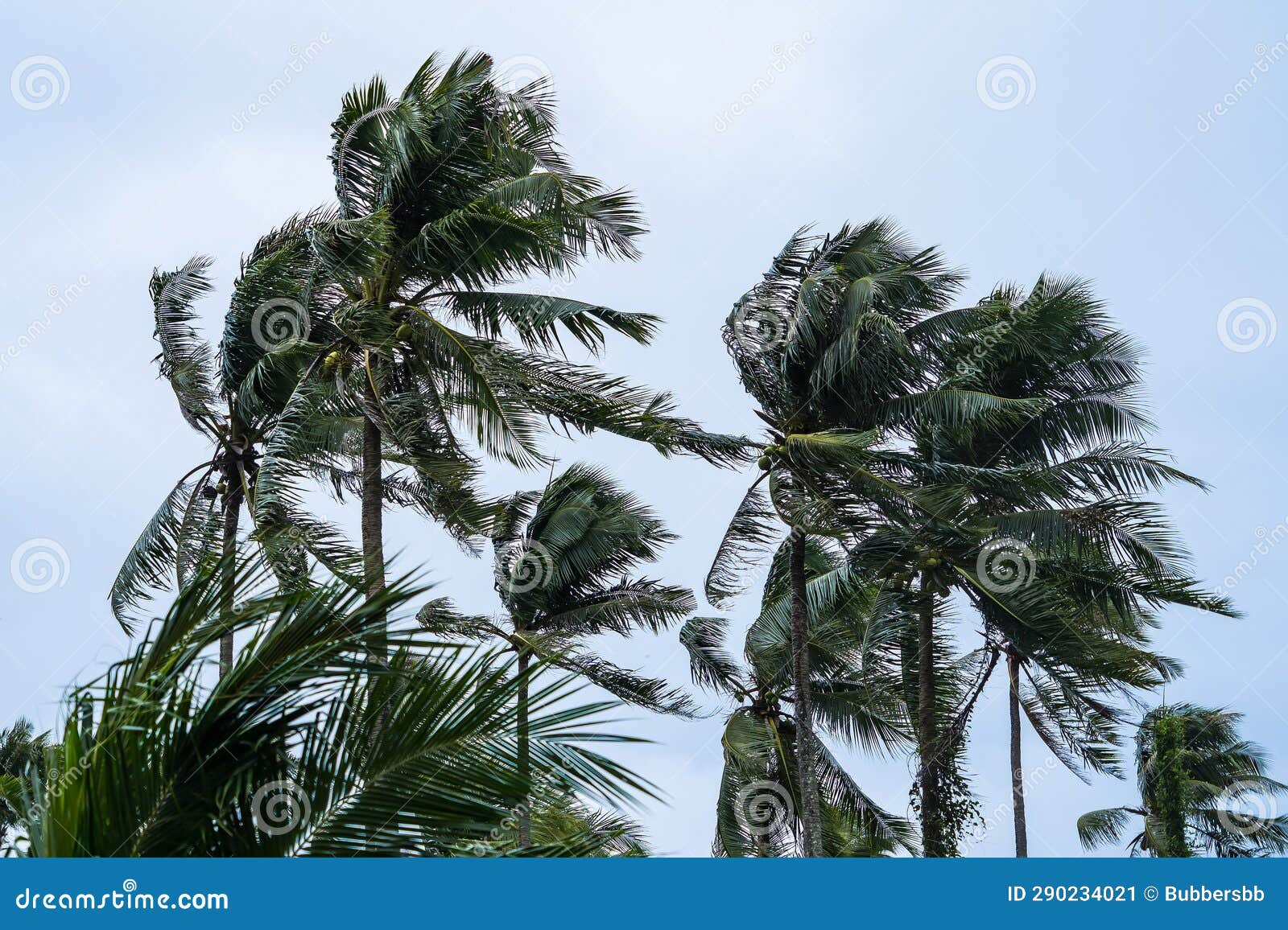 Coconut Trees Being Blown by the Wind Stock Image - Image of leaf ...