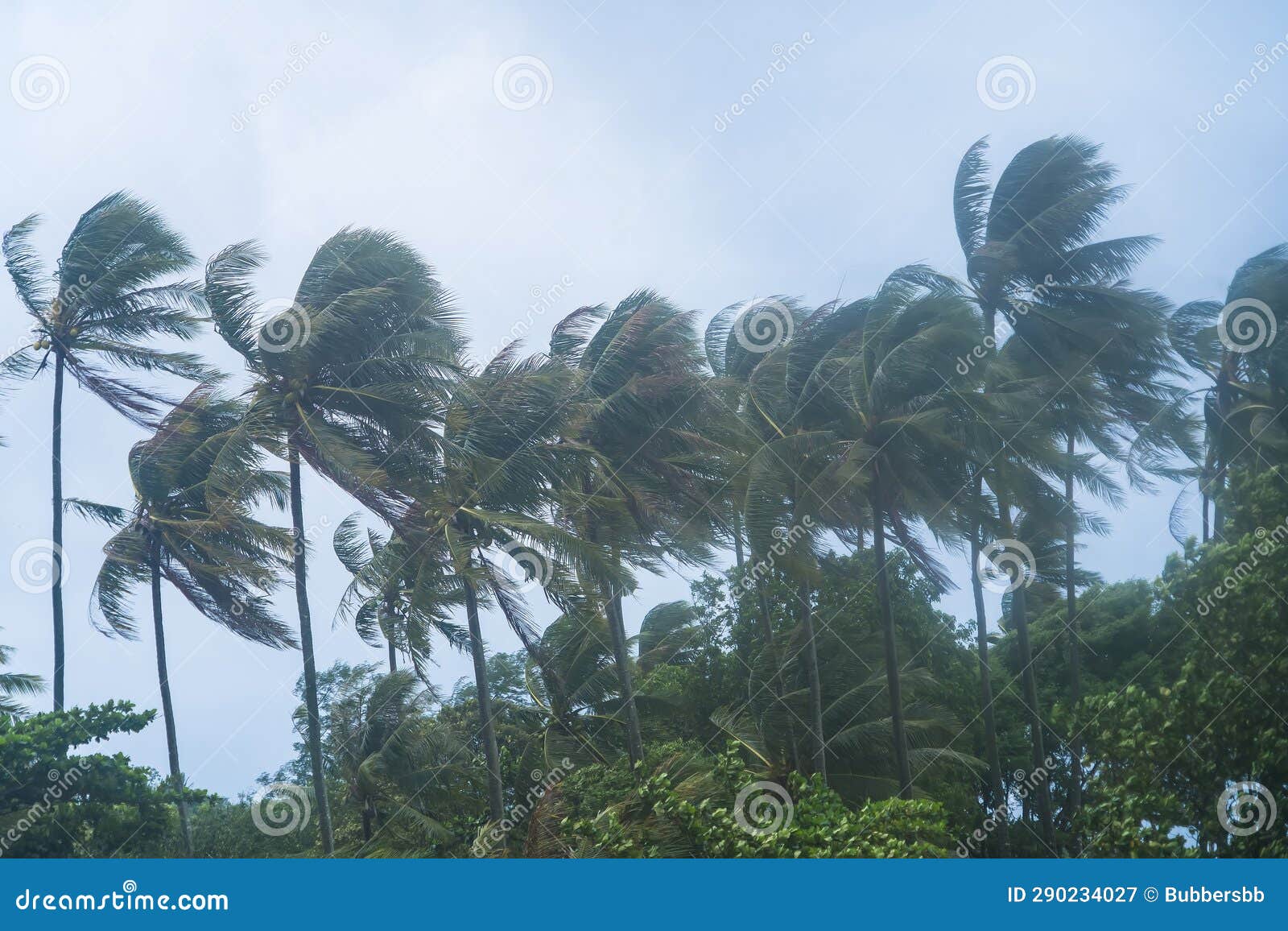Coconut Trees Being Blown by the Wind Stock Image - Image of natural ...