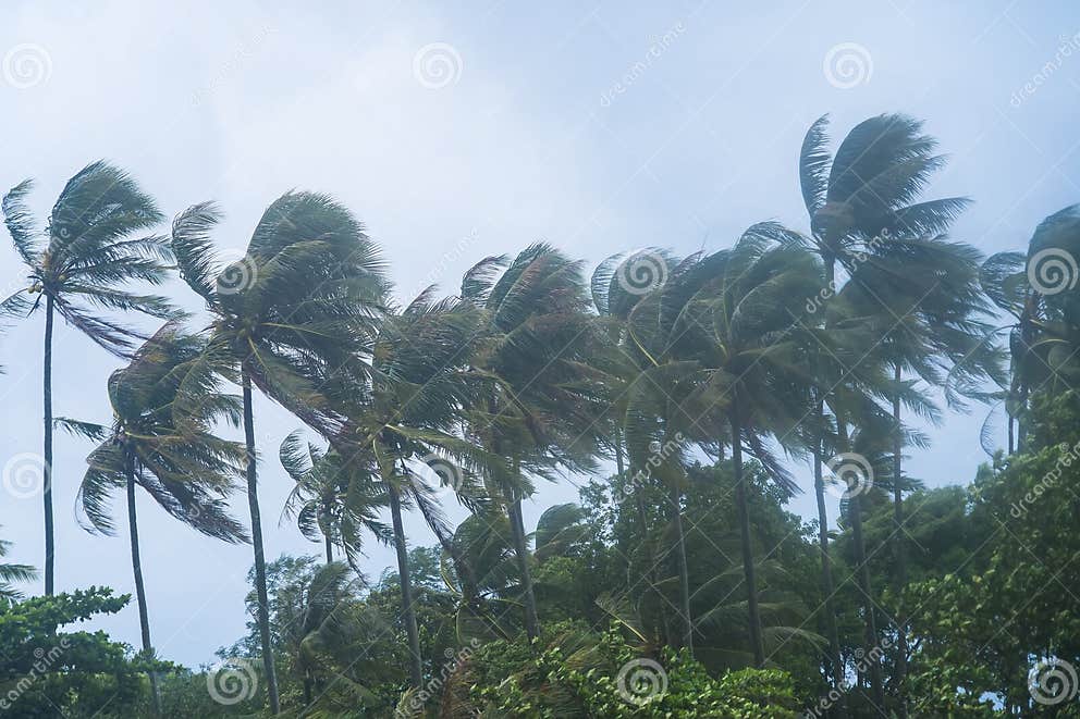 Coconut Trees Being Blown by the Wind Stock Image - Image of natural ...