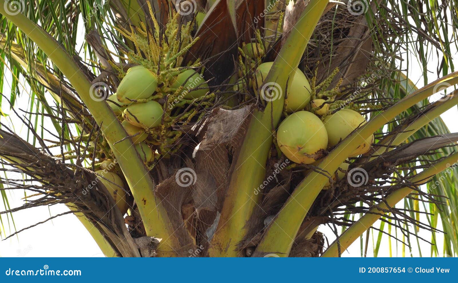 Coconut Trees is Blown by Wind in Isolated Stock Footage - Video of ...