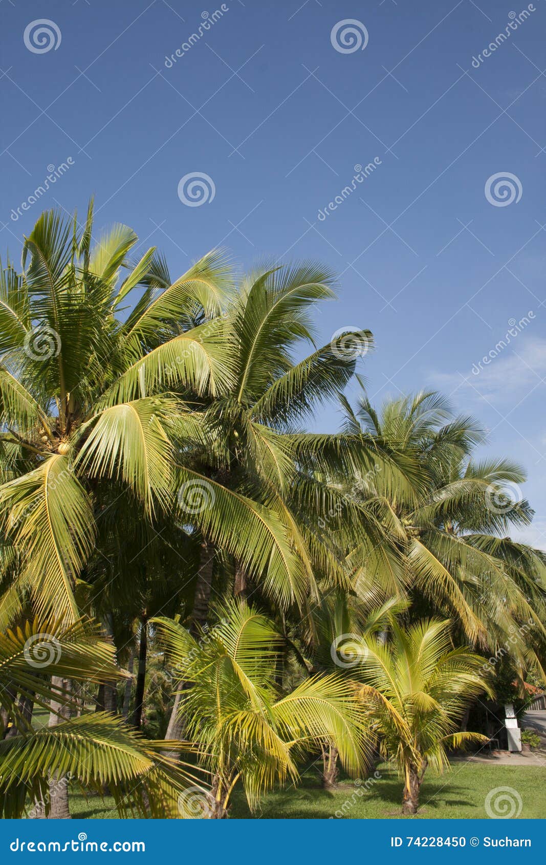 Coconut Trees with Blue Sky Background. Stock Photo - Image of skies ...