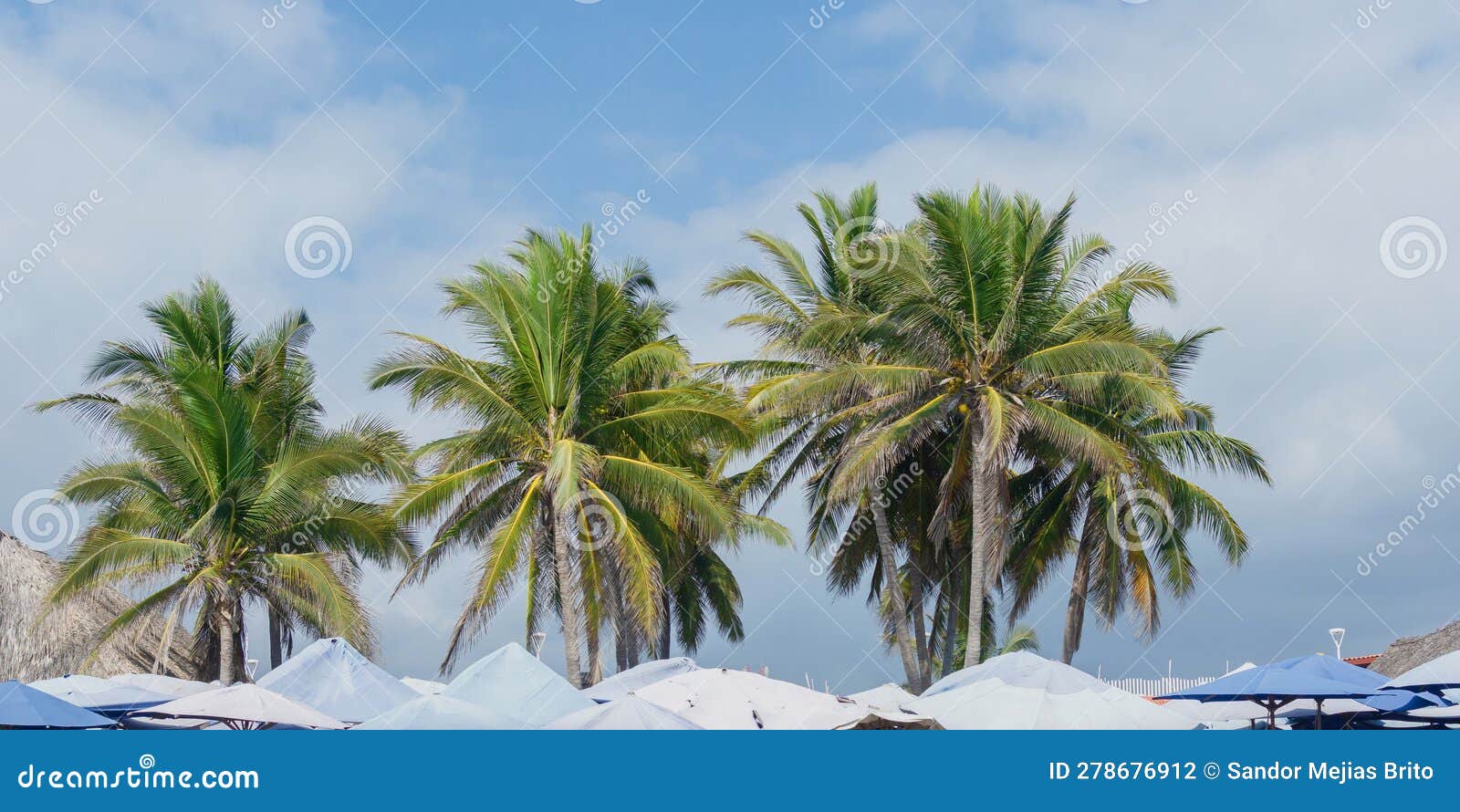 Coconut Trees with Blue Sky in the Background. Stock Photo - Image of ...