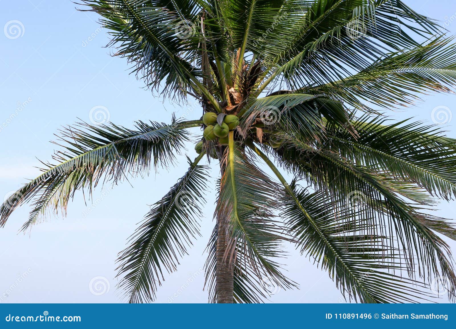 Coconut Trees with Blue Sky. Stock Photo - Image of blue, coconut ...