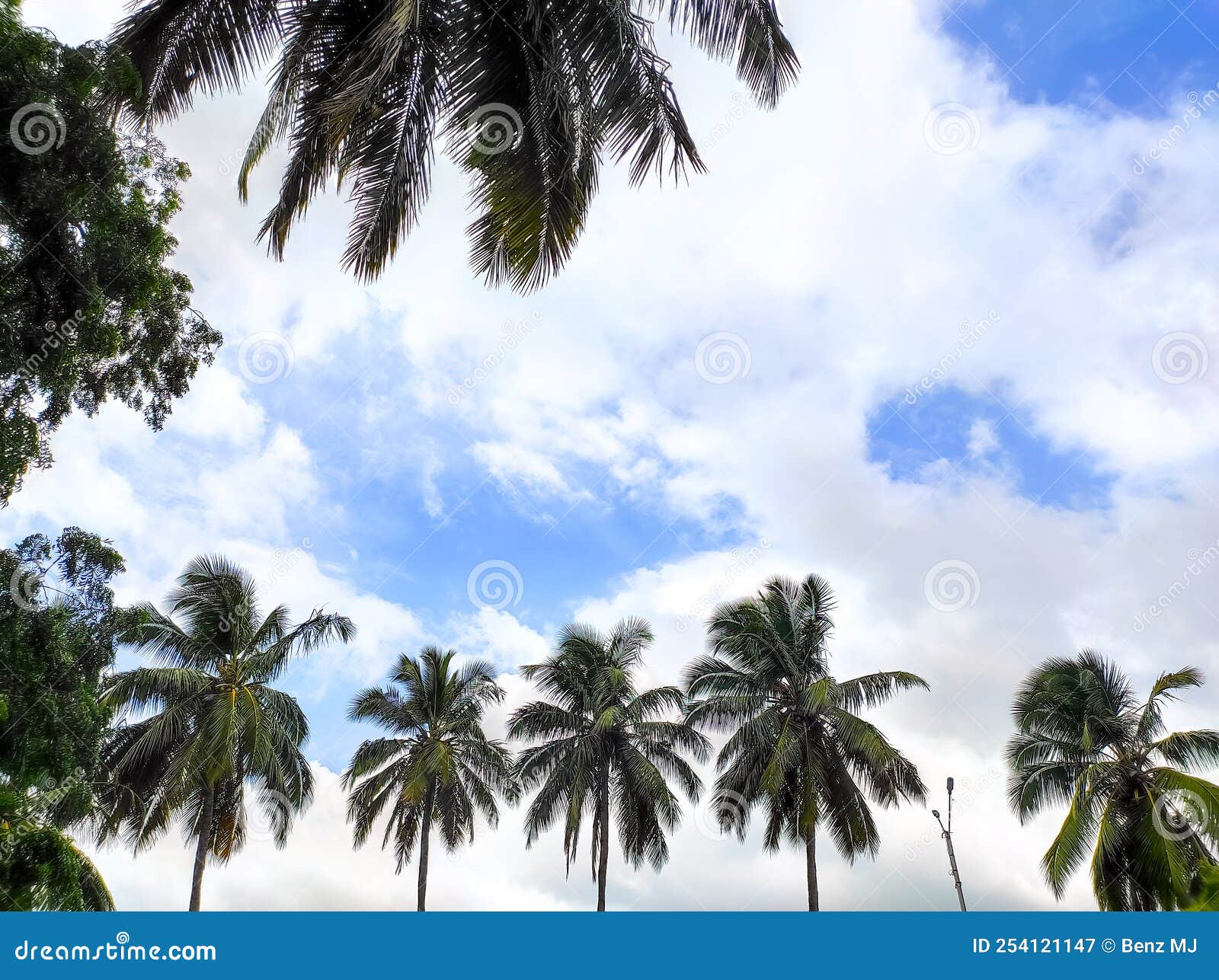 Coconut Trees and Blue Sky Landscape Stock Image - Image of tropics ...