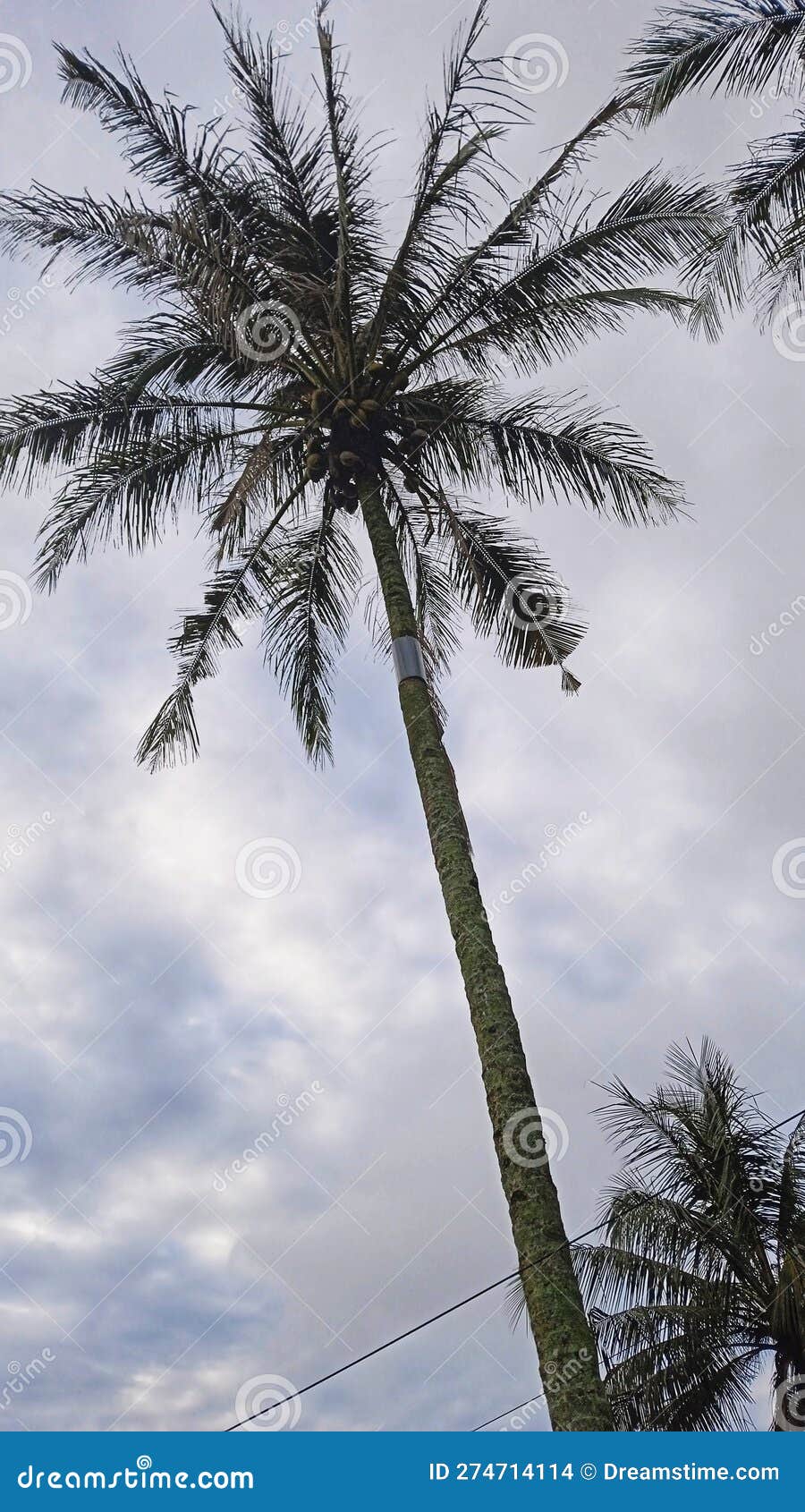 Coconut Trees with Blue Sky and Landscape Around Stock Photo - Image of ...