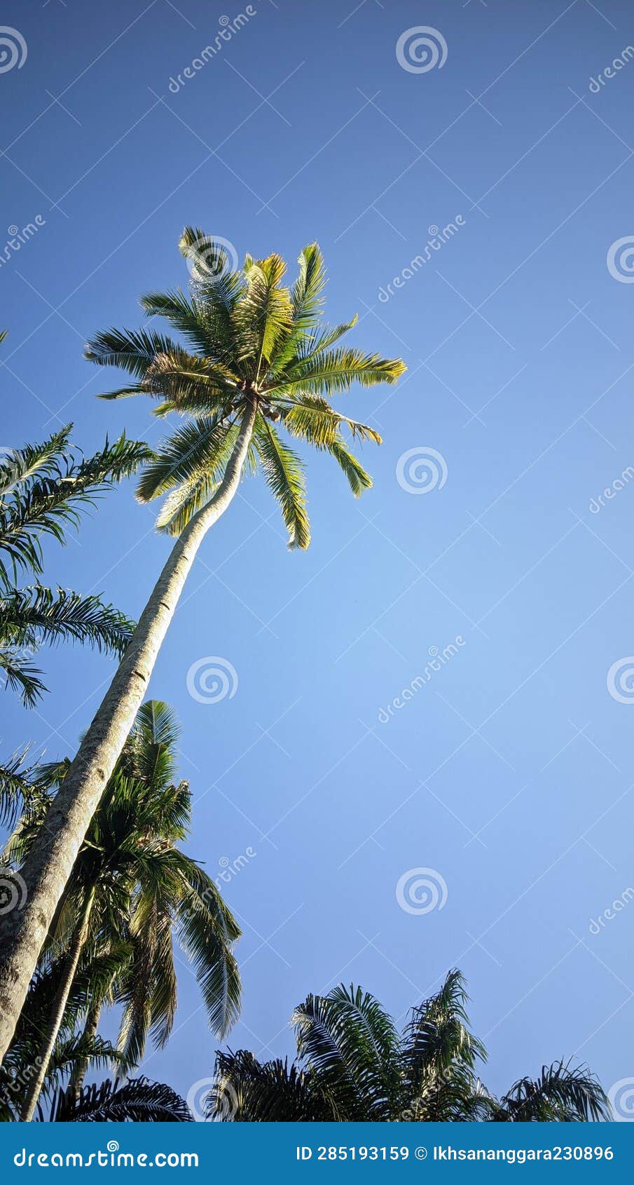 Coconut Trees and Blue Sky View Stock Image - Image of trees, view ...