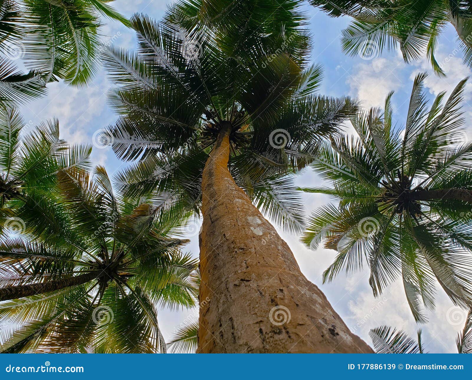 Coconut Trees and the Blue Sky Stock Image - Image of blue, garden ...