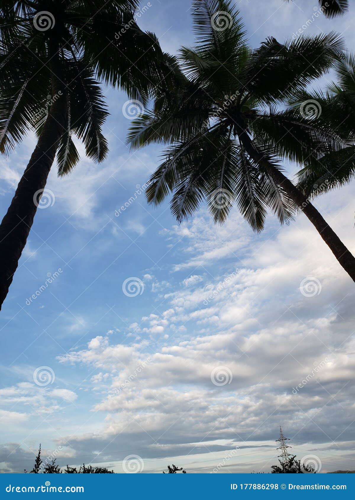 Coconut Trees and the Blue Sky Stock Photo - Image of field, fresh ...