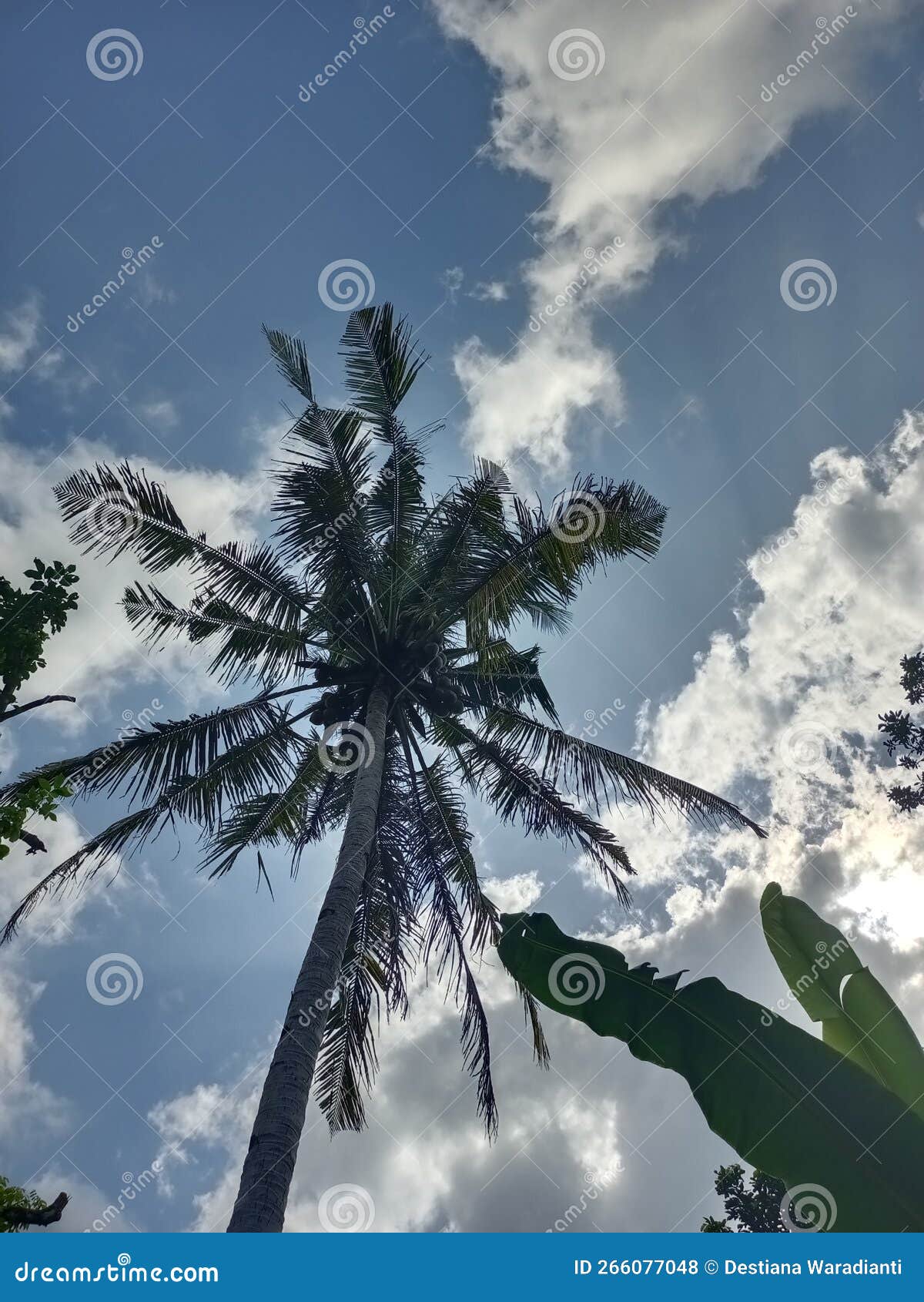 Coconut Trees and Bright Clouds are Very Pretty Stock Photo - Image of ...
