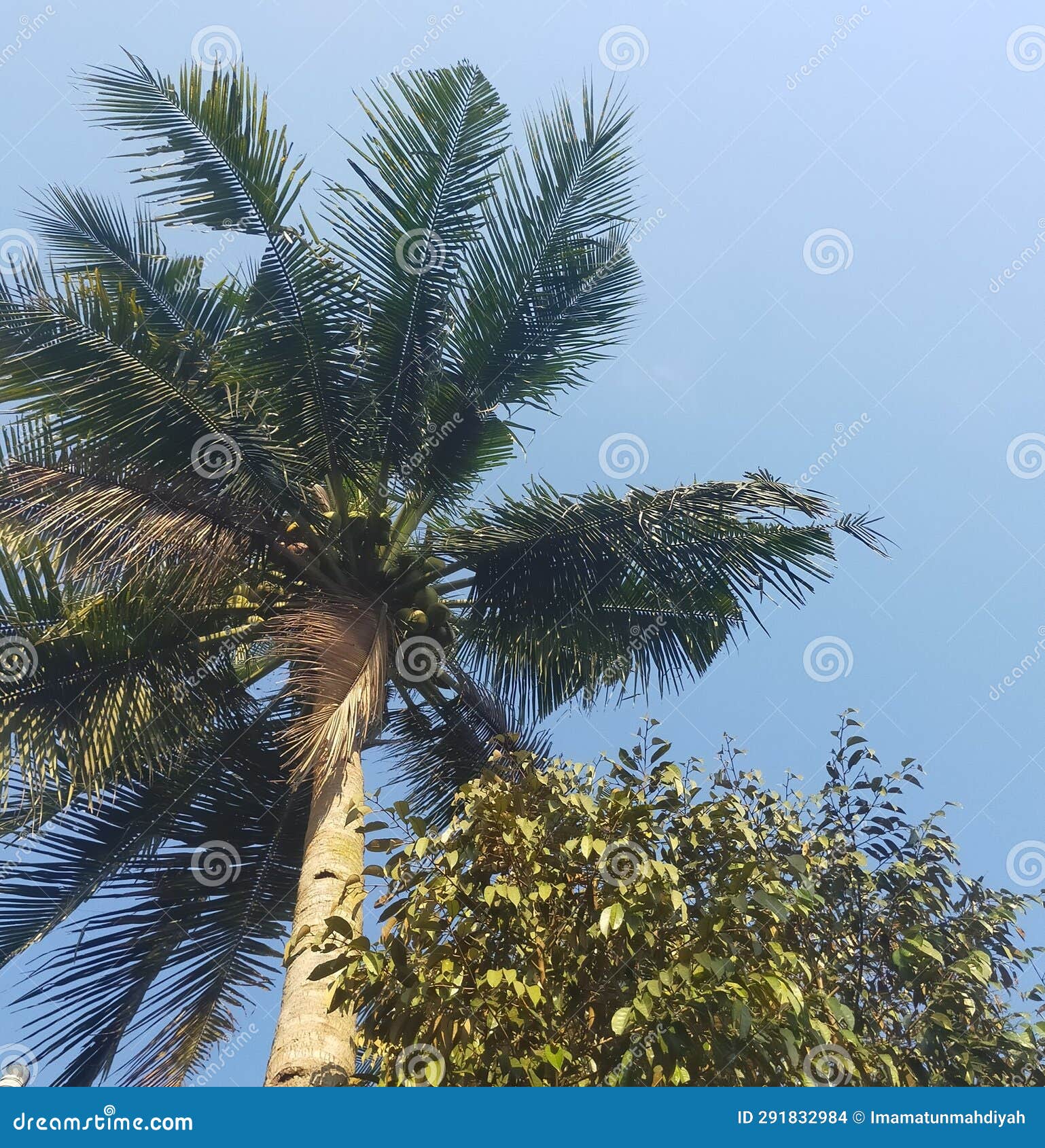 Coconut Trees in the Bright Sky Blue Stock Photo - Image of blue ...