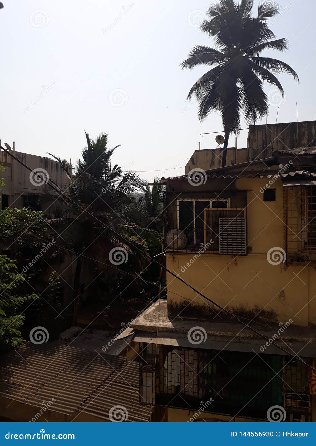 Coconut Trees Building Bright Light Stock Photo - Image of tree ...