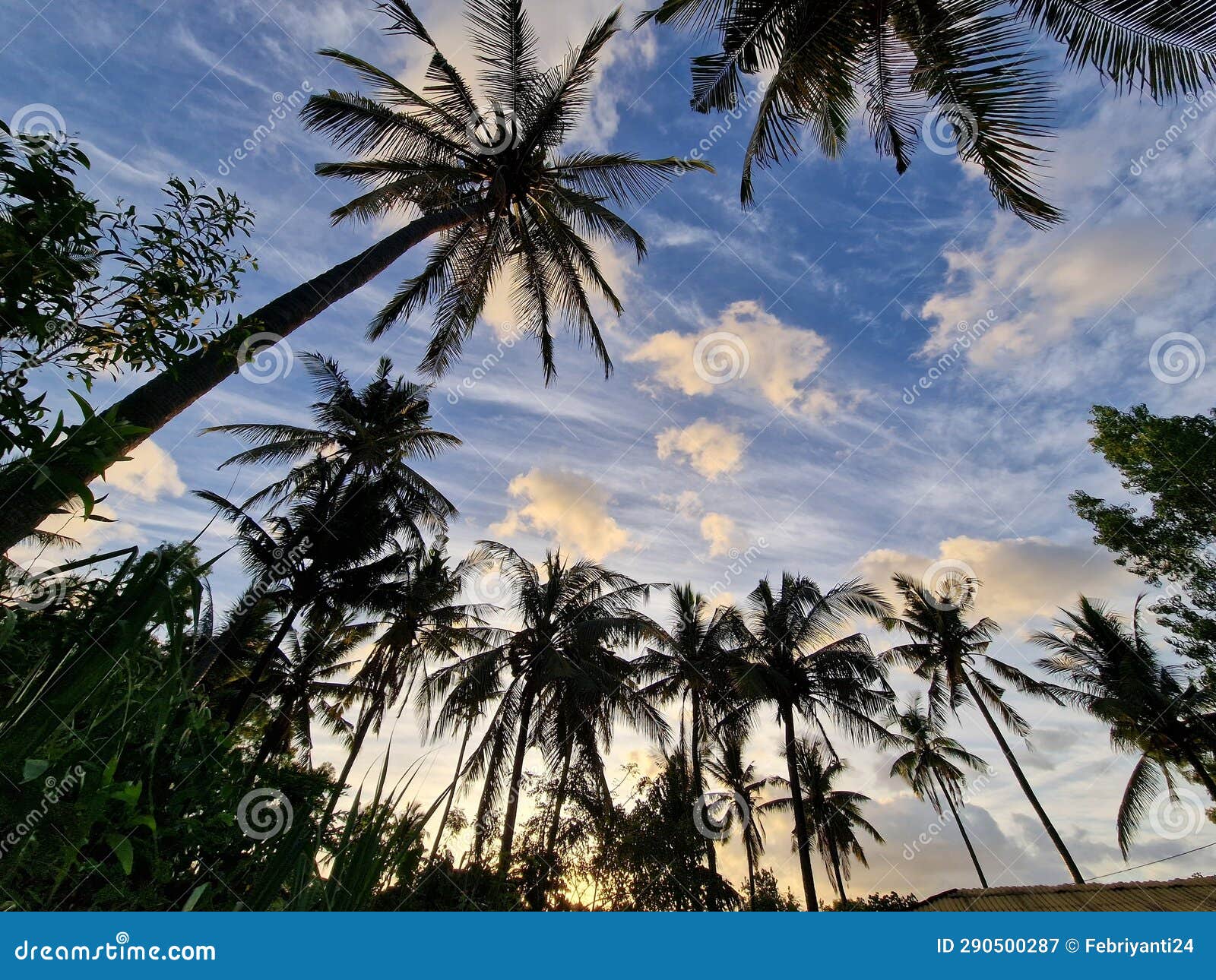 Coconut Trees with Clouds and Blue Sky Above Stock Image - Image of ...