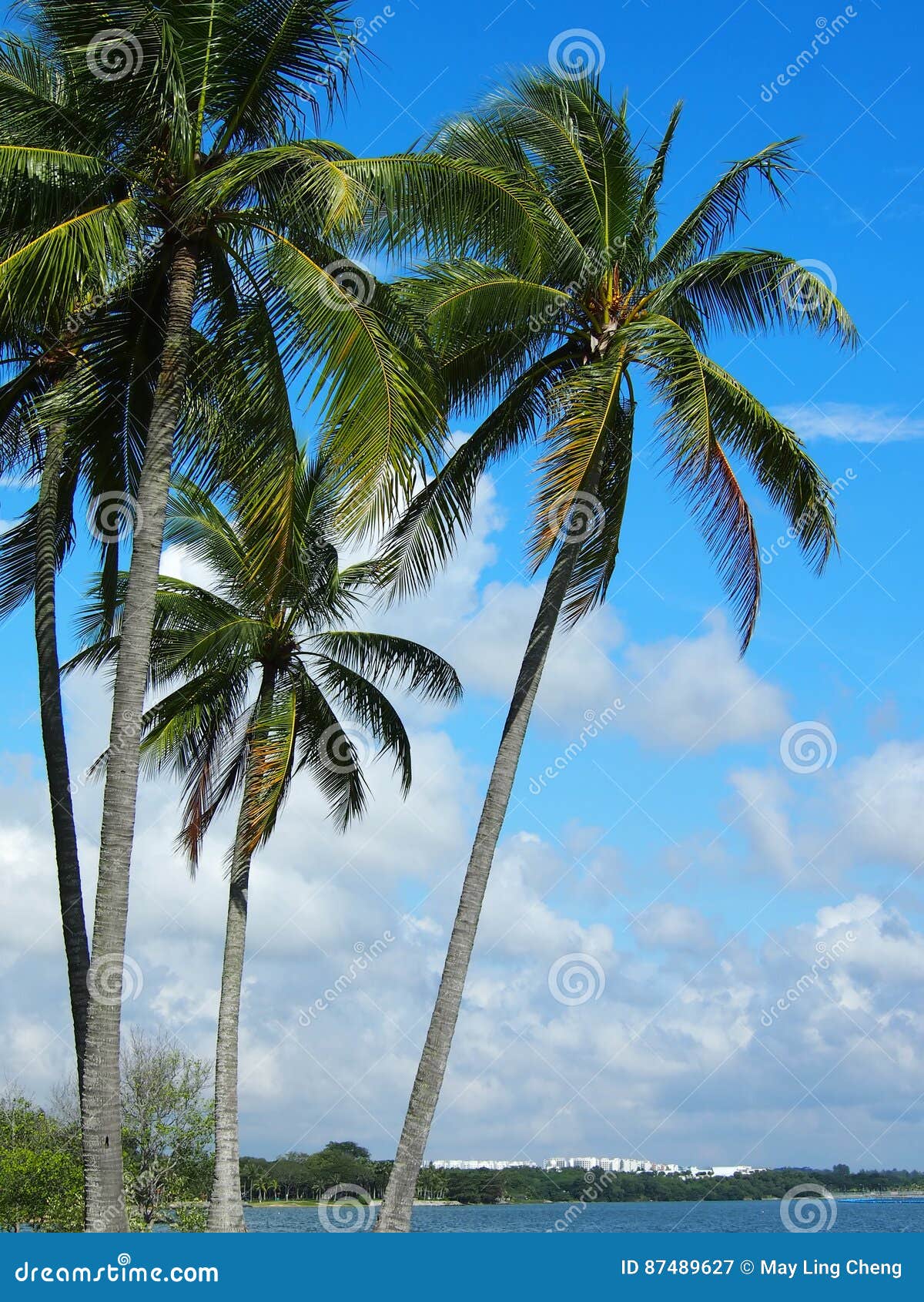 Coconut Trees and Cloudy Sky Stock Image - Image of blue, luxury: 87489627